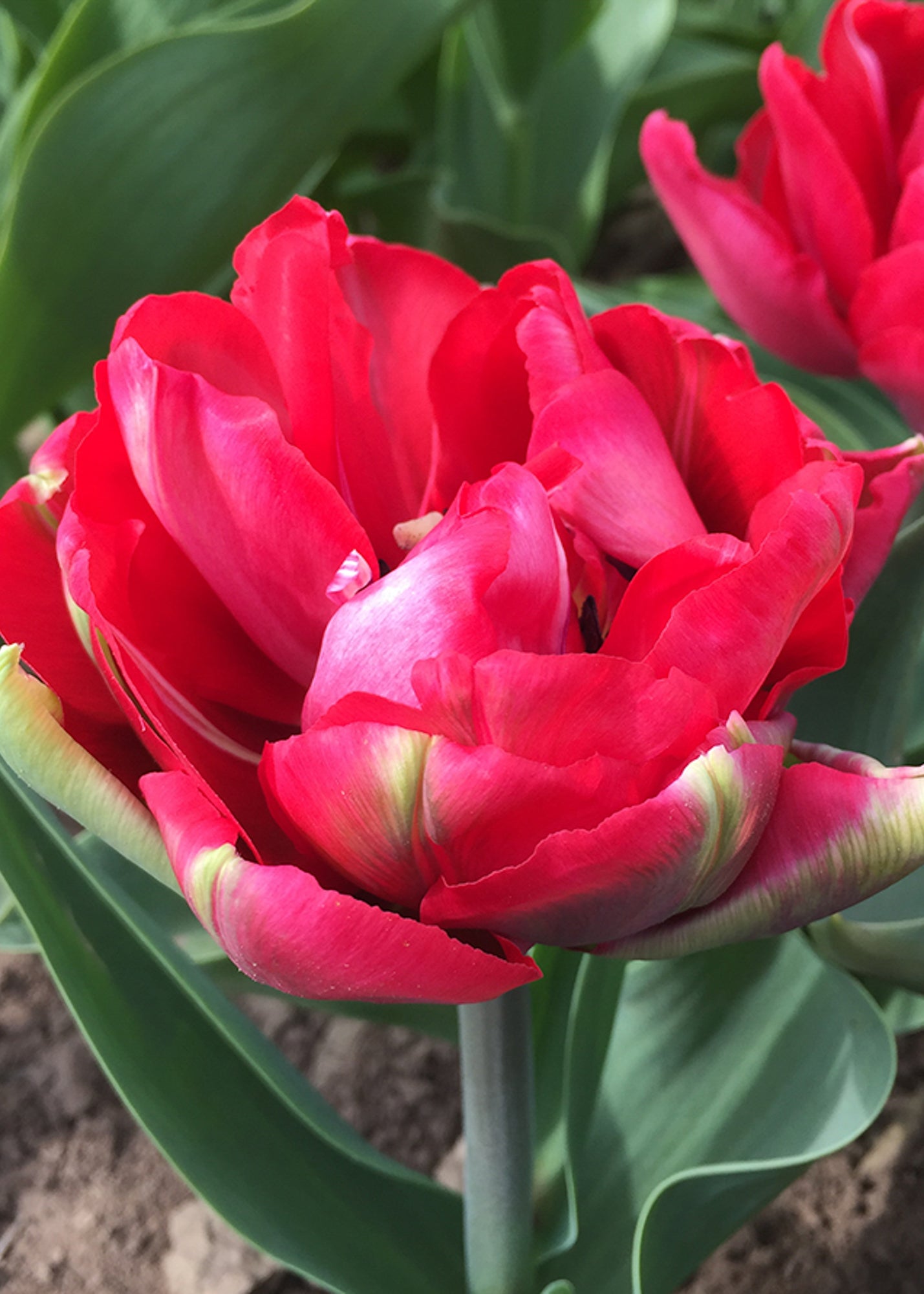 Tulipa Promiss Bulbs – Burford Garden Co.