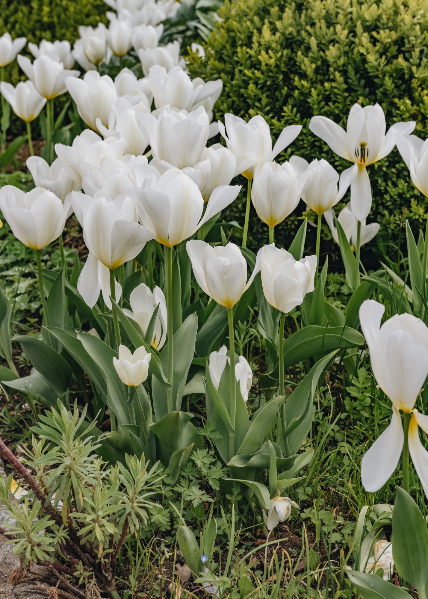 Tulipa Purissima Bulbs – Burford Garden Co.