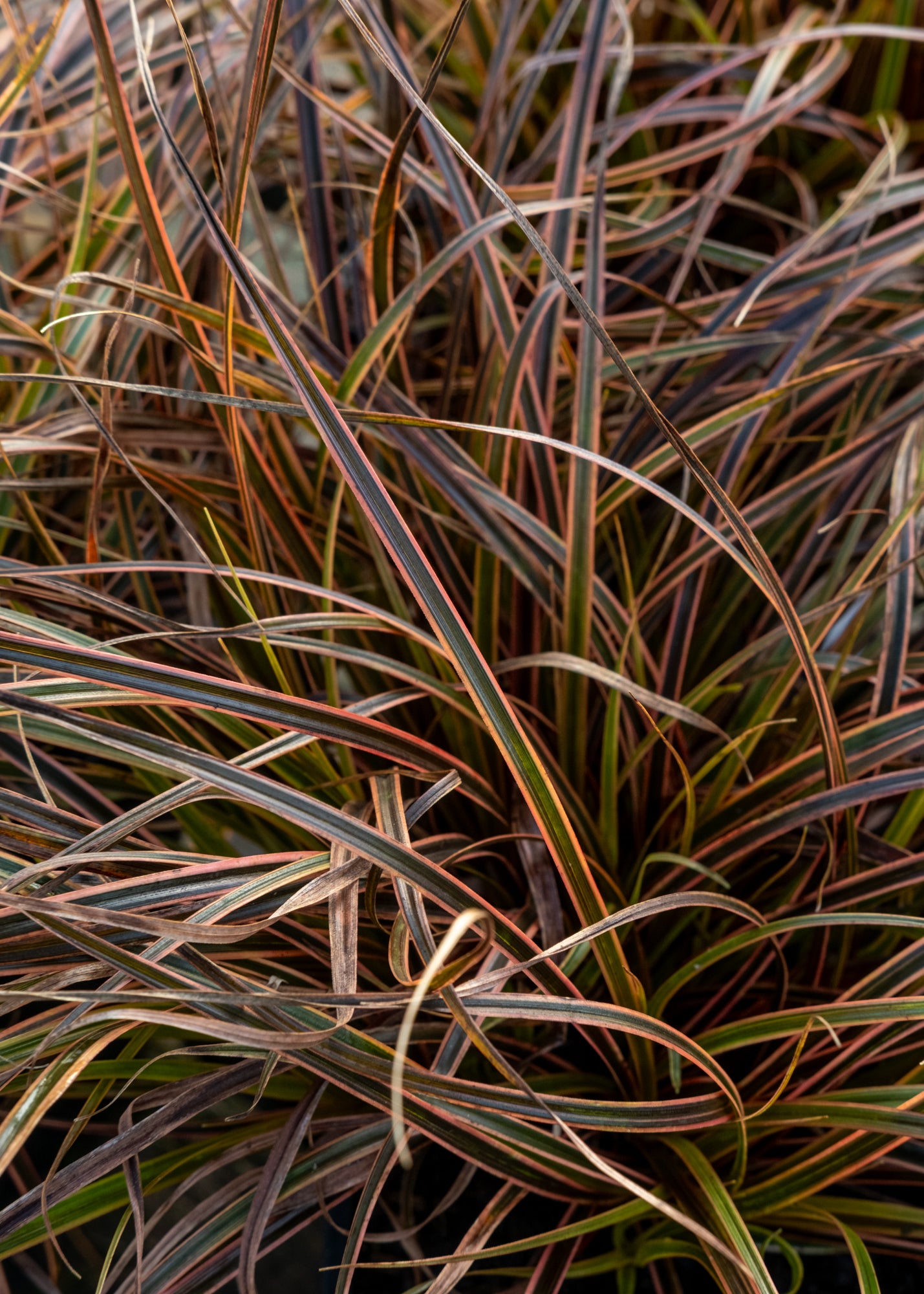 Uncinia Rubra Everflame, 2/3L – Burford Garden Co.