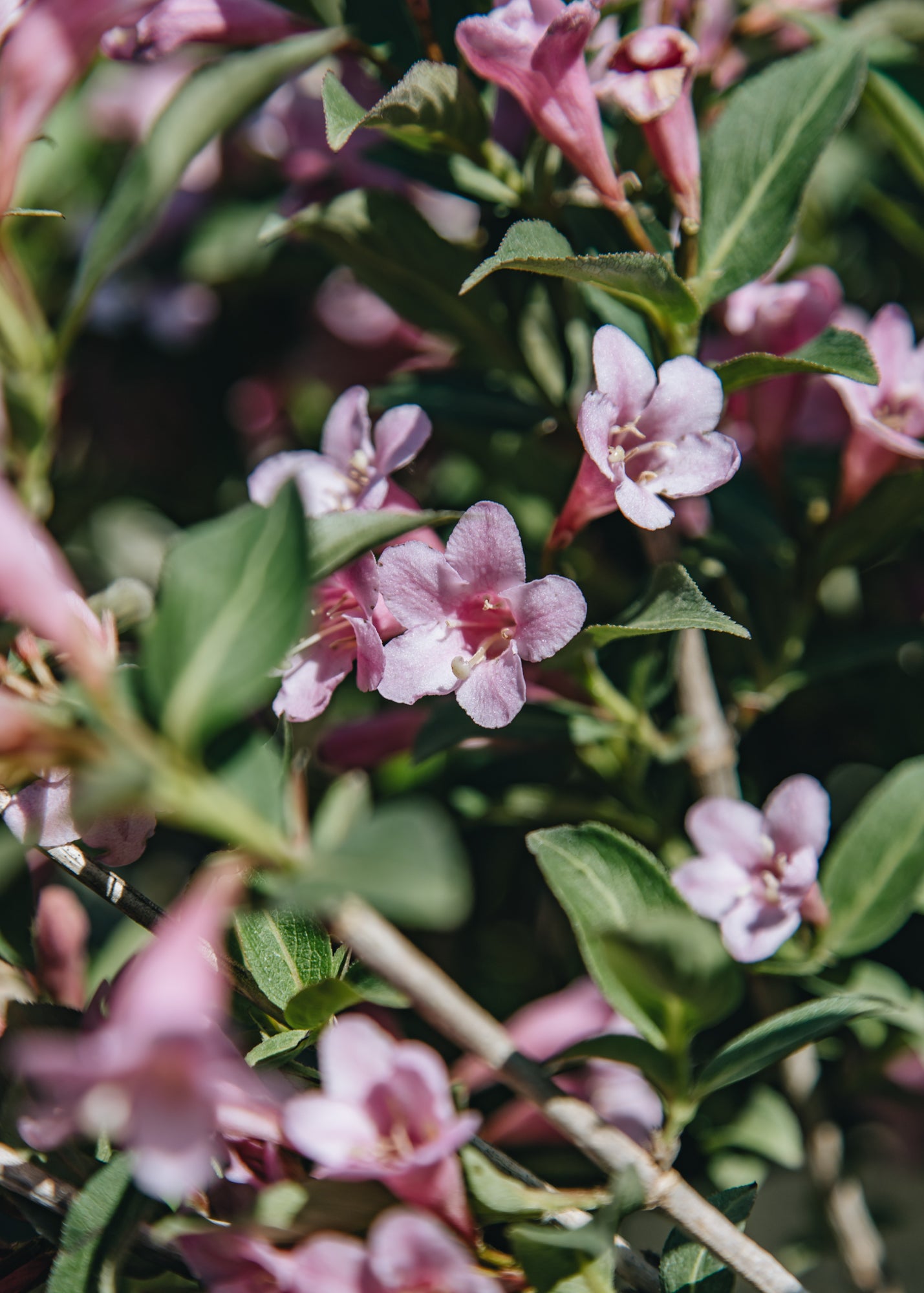 Weigela Pink Poppet, 3L – Burford Garden Co.
