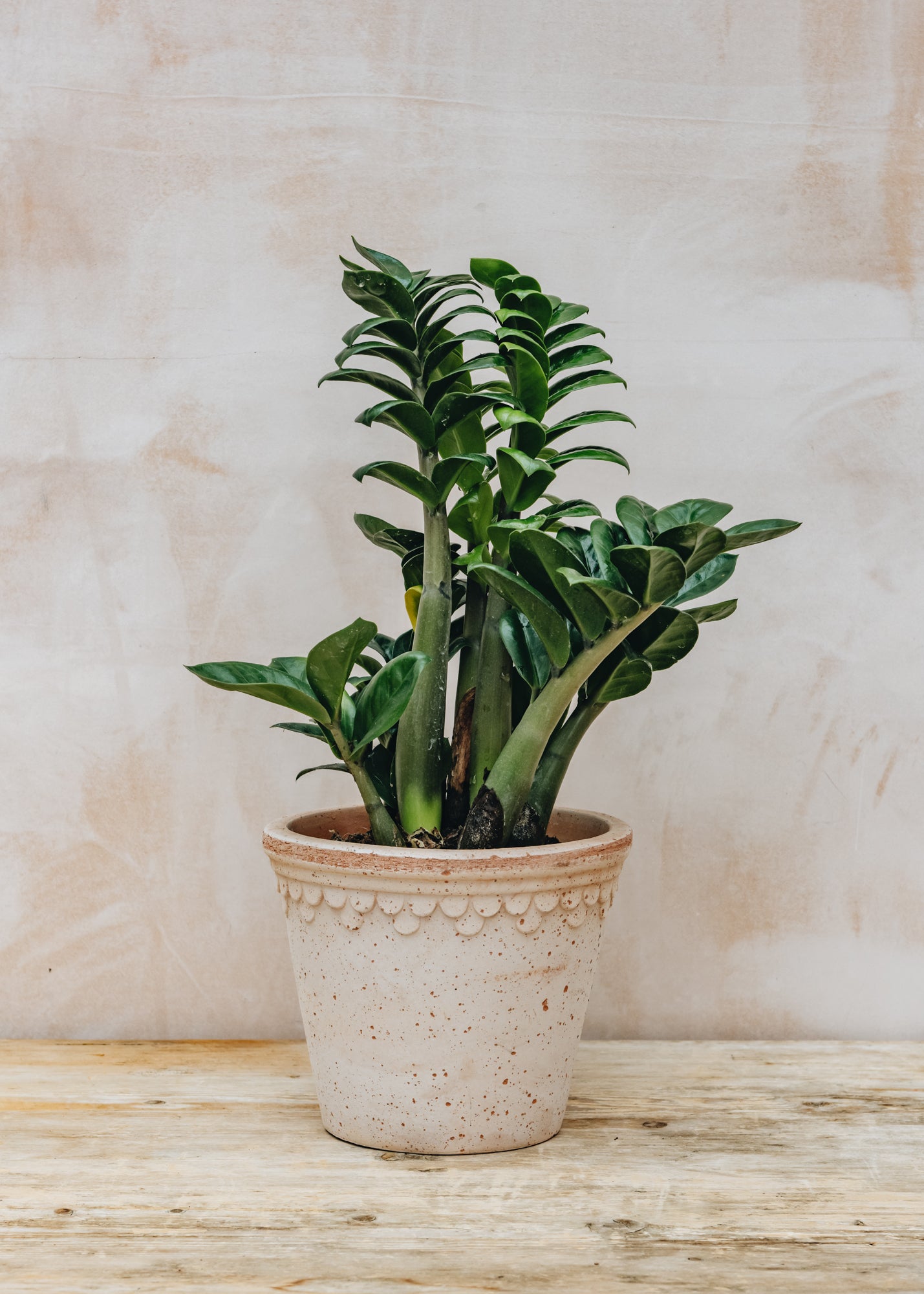 Zamioculcas Zenzi – Burford Garden Co.