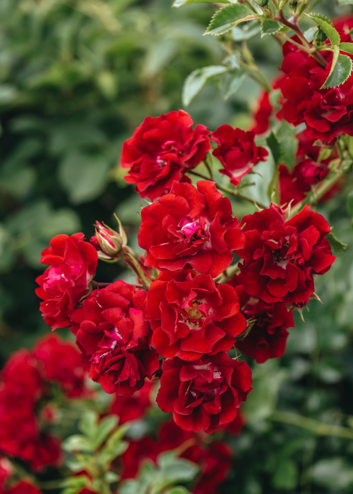 Rosa Rambling Rosie AGM | David Austin Roses | Burford Garden Co.