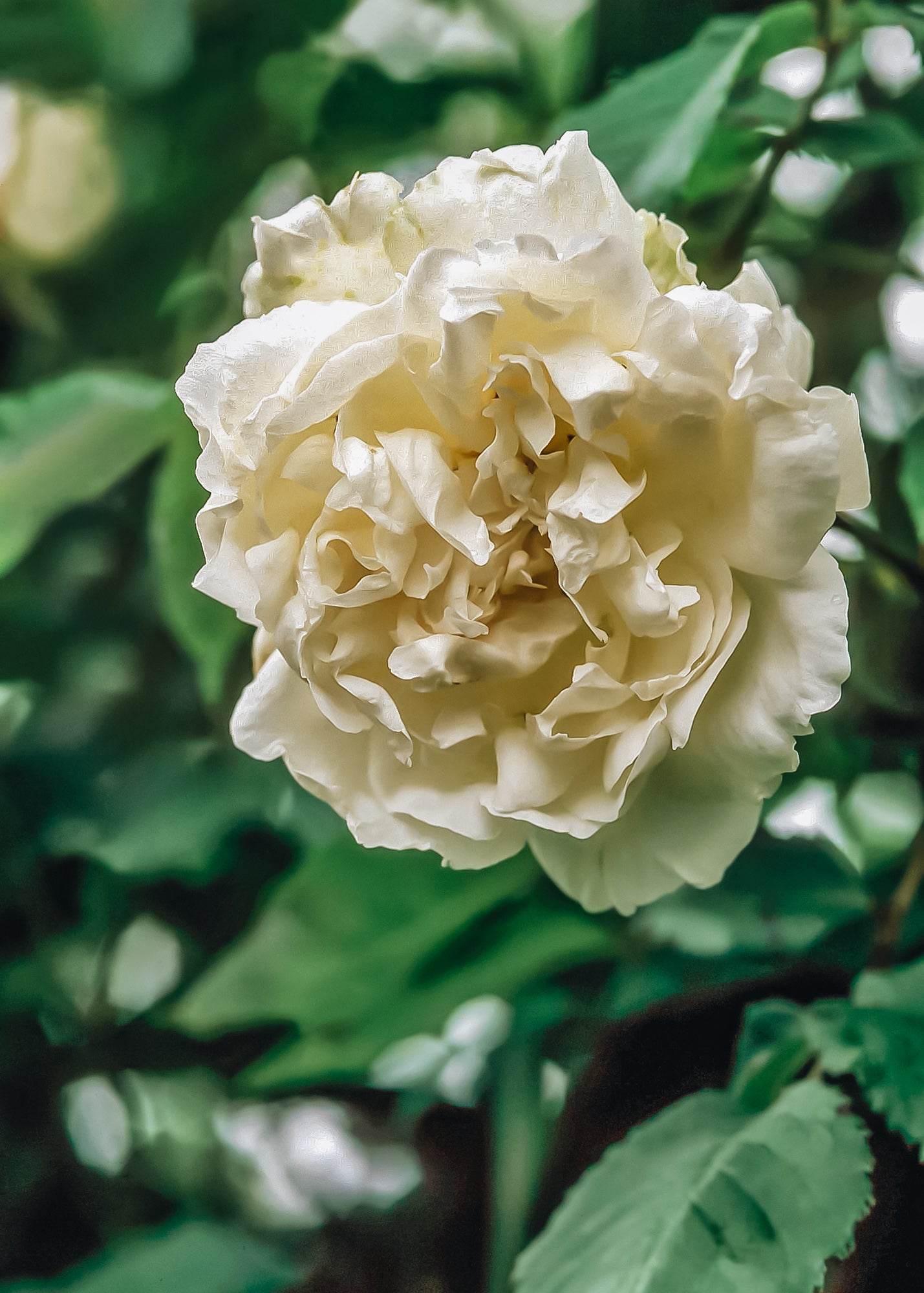 David Austin Rosa Mme Alfred Carriere AGM | Burford Garden Co.
