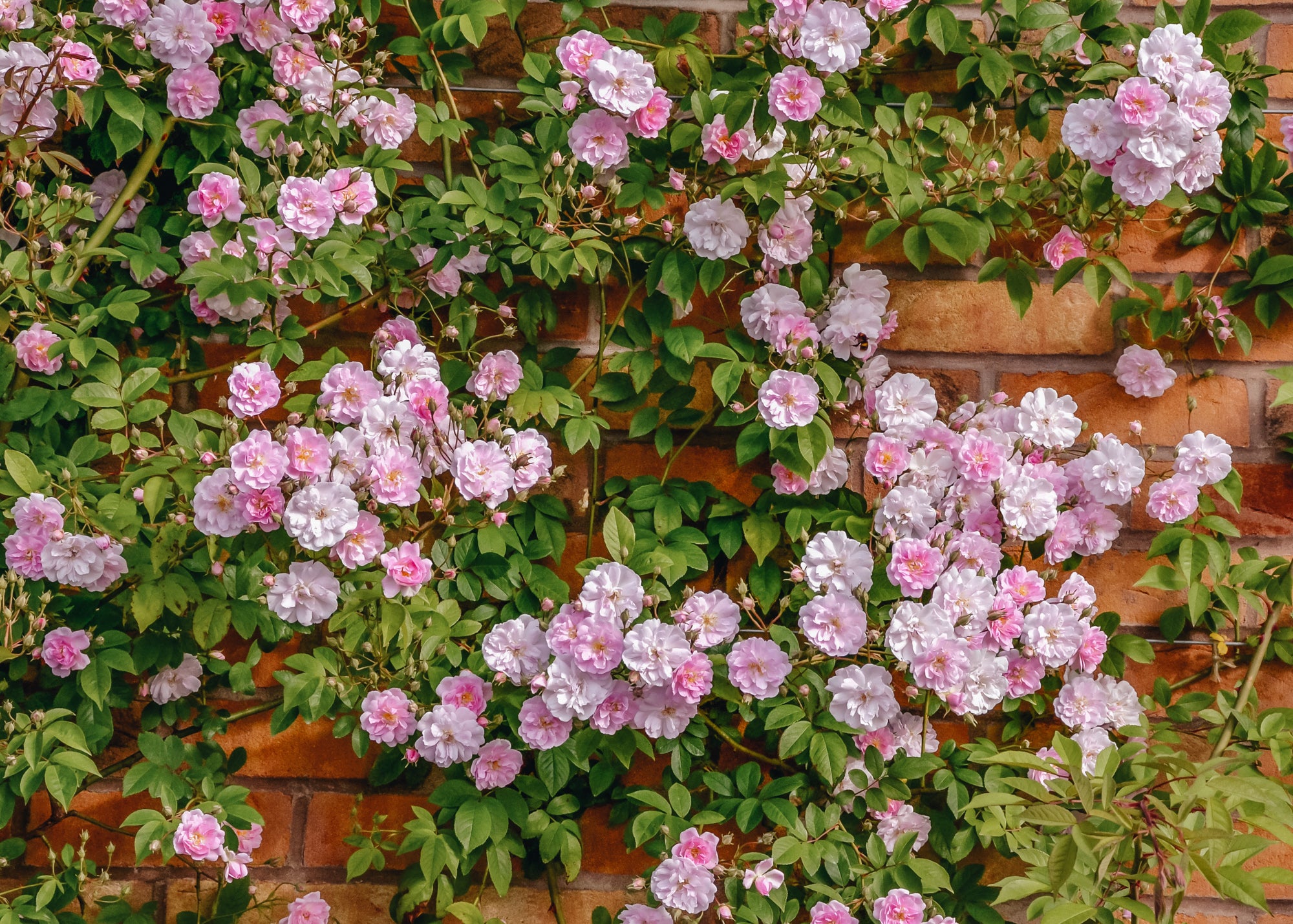 Rosa Paul's Himalayan Musk | David Austin Roses | Burford Garden Co ...
