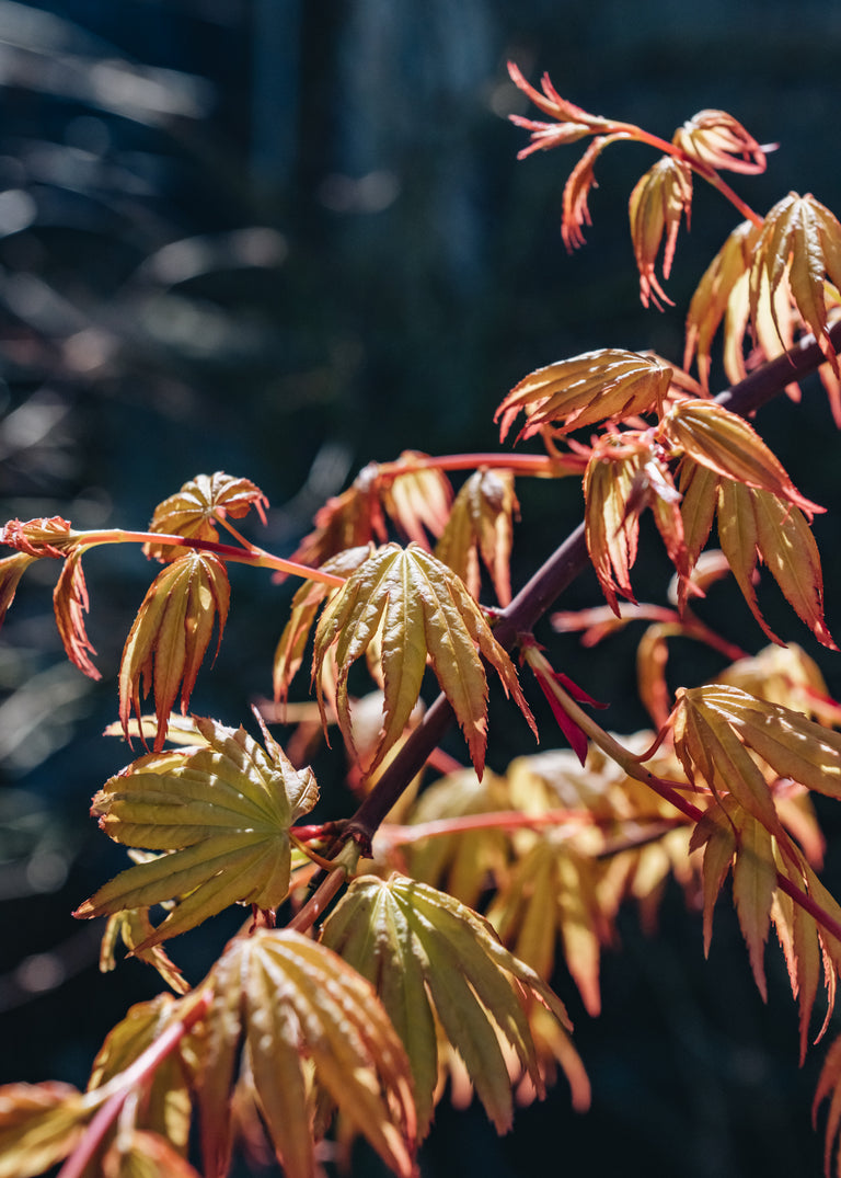Acer palmatum Cascade Gold – Burford Garden Co.