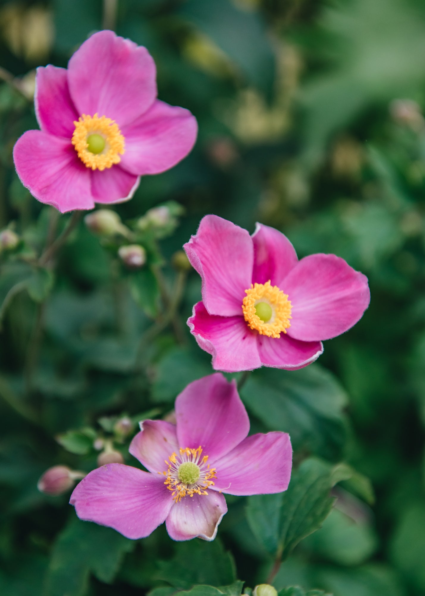 Buy Anemone Fantasy Belle | Plants | Burford Garden Co.