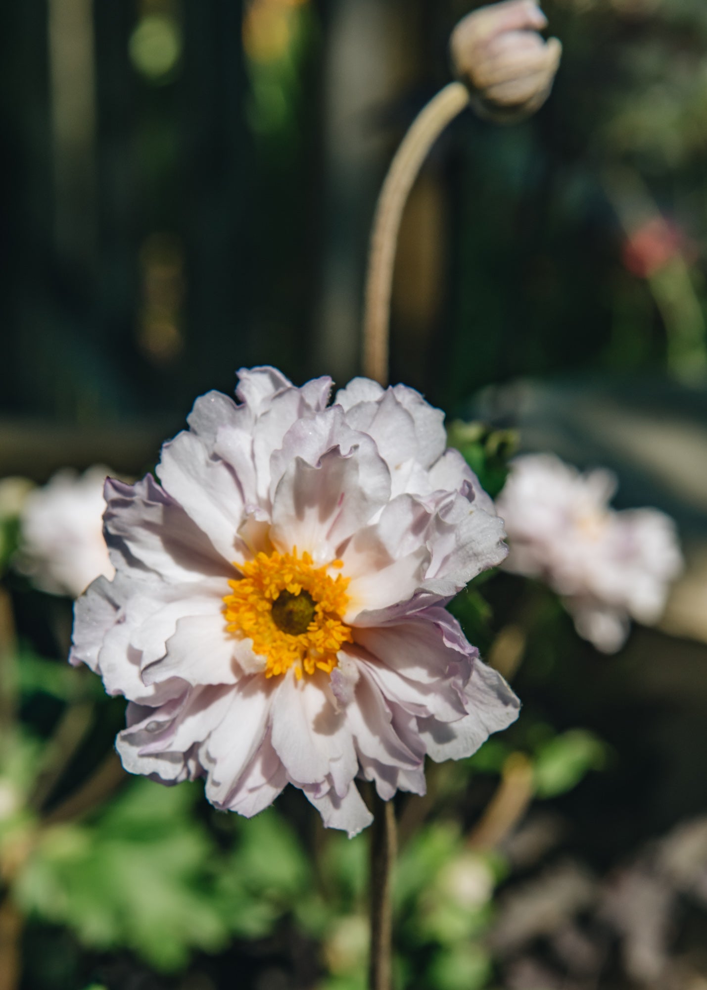 Buy Anemone Frilly Knickers | Plants | Burford Garden Co.