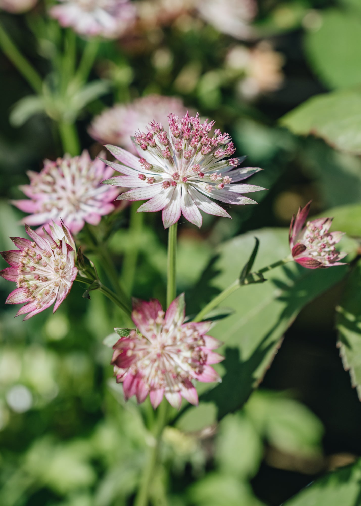 Astrantia major Roma 3L | Burford Garden Co.
