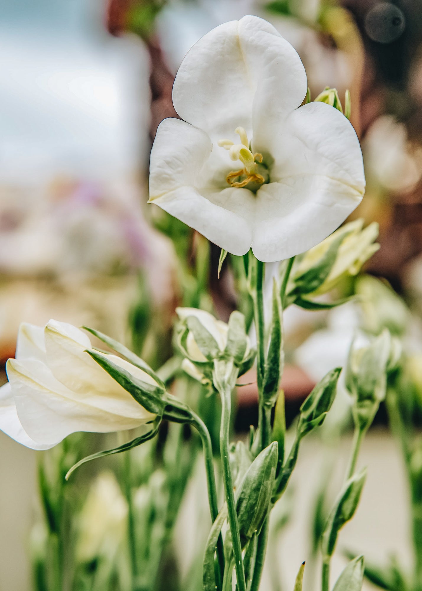 Campanula persicifolia Takion White | Burford Garden Co.