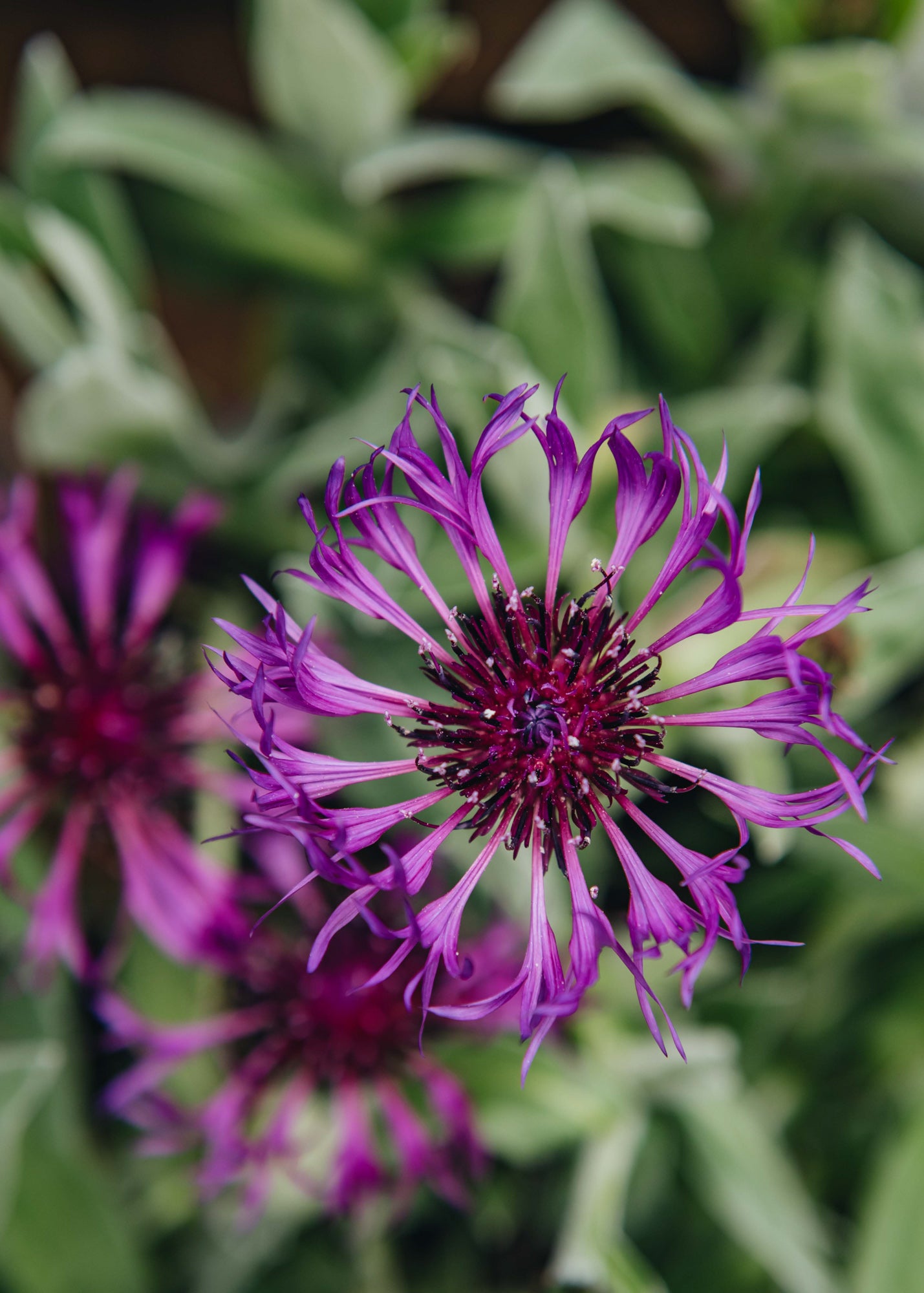 Centaurea montana Amethyst Dream | Plants | Burford Garden Co.