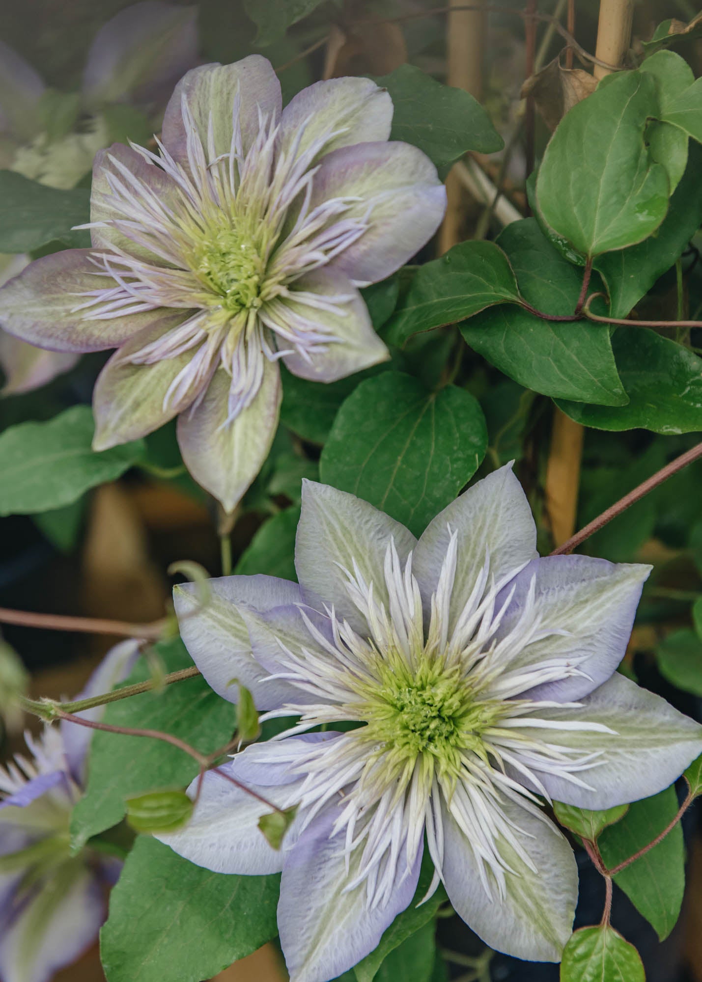 Clematis Crystal Fountain | Burford Garden Co.