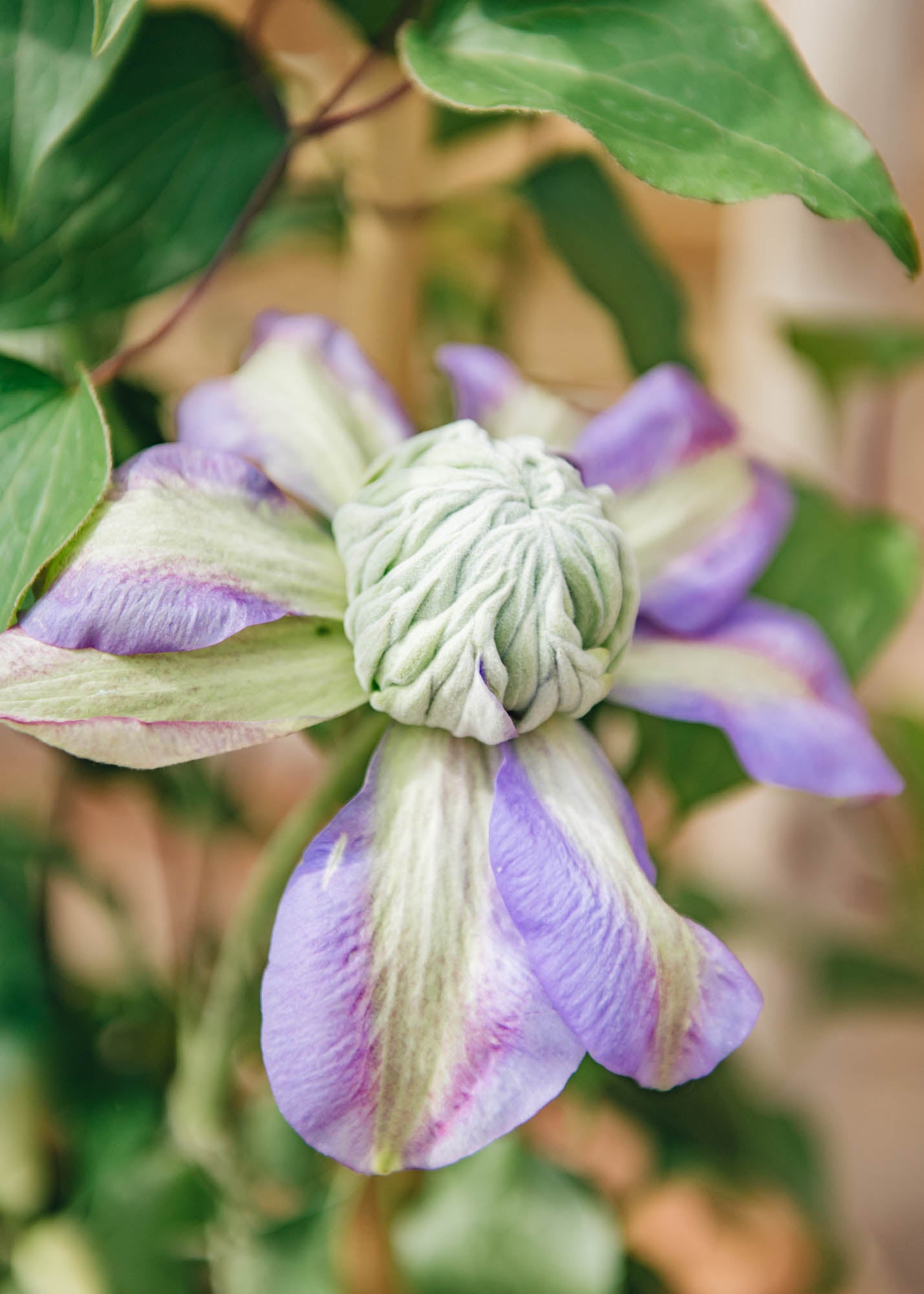Clematis Diamantina | Plants | Burford Garden Co.