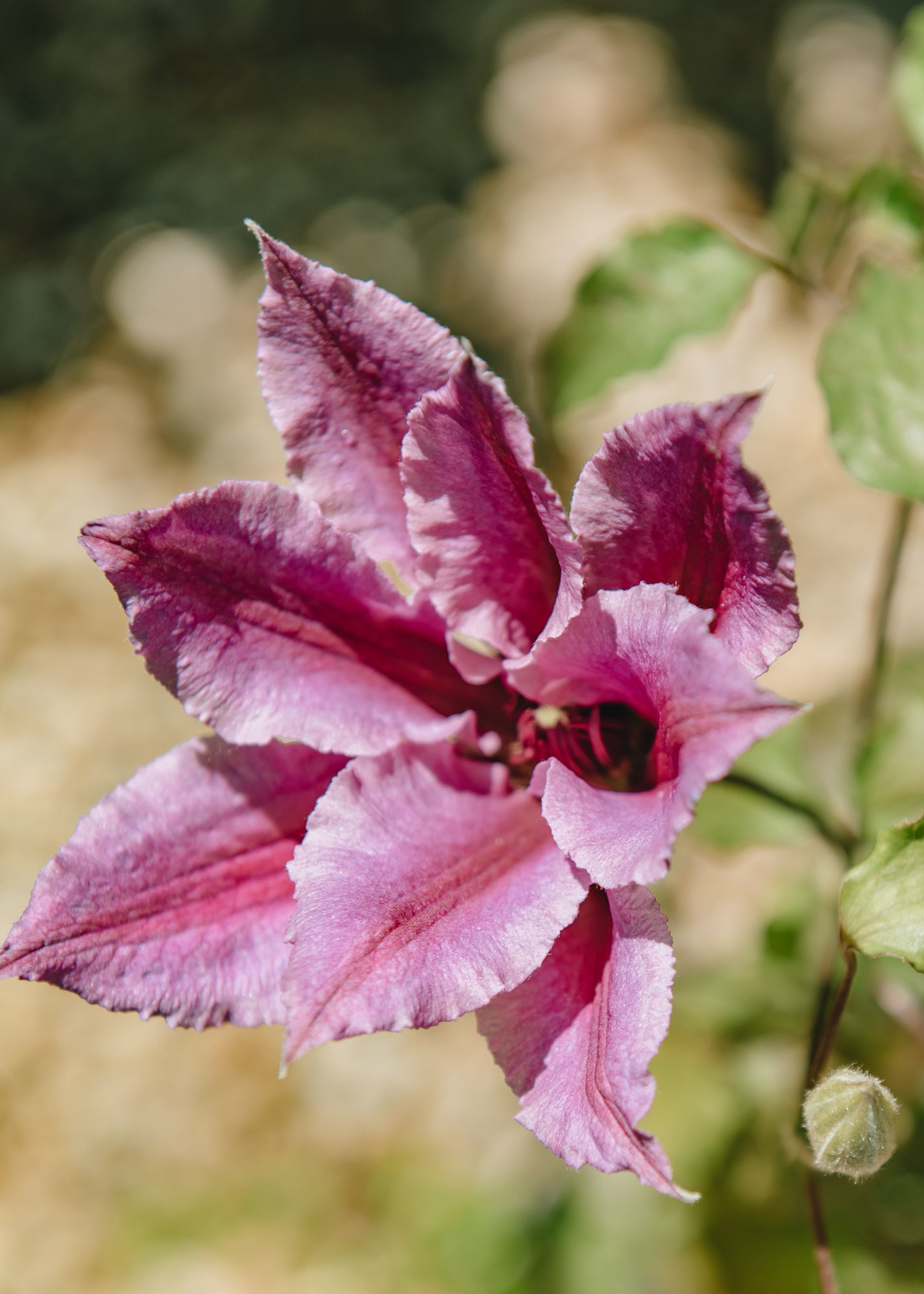 Clematis Ooh La La | Plants | Burford Garden Co.