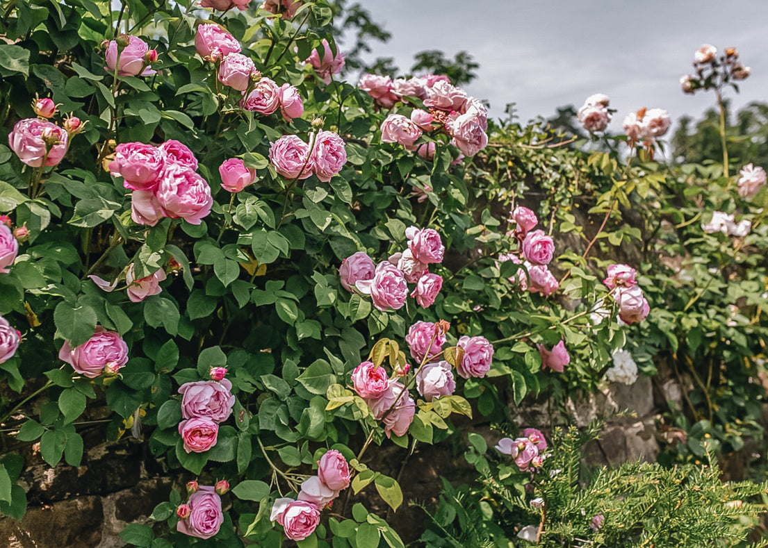David Austin Rosa Constance Spry CLG AGM | Burford Garden Co.
