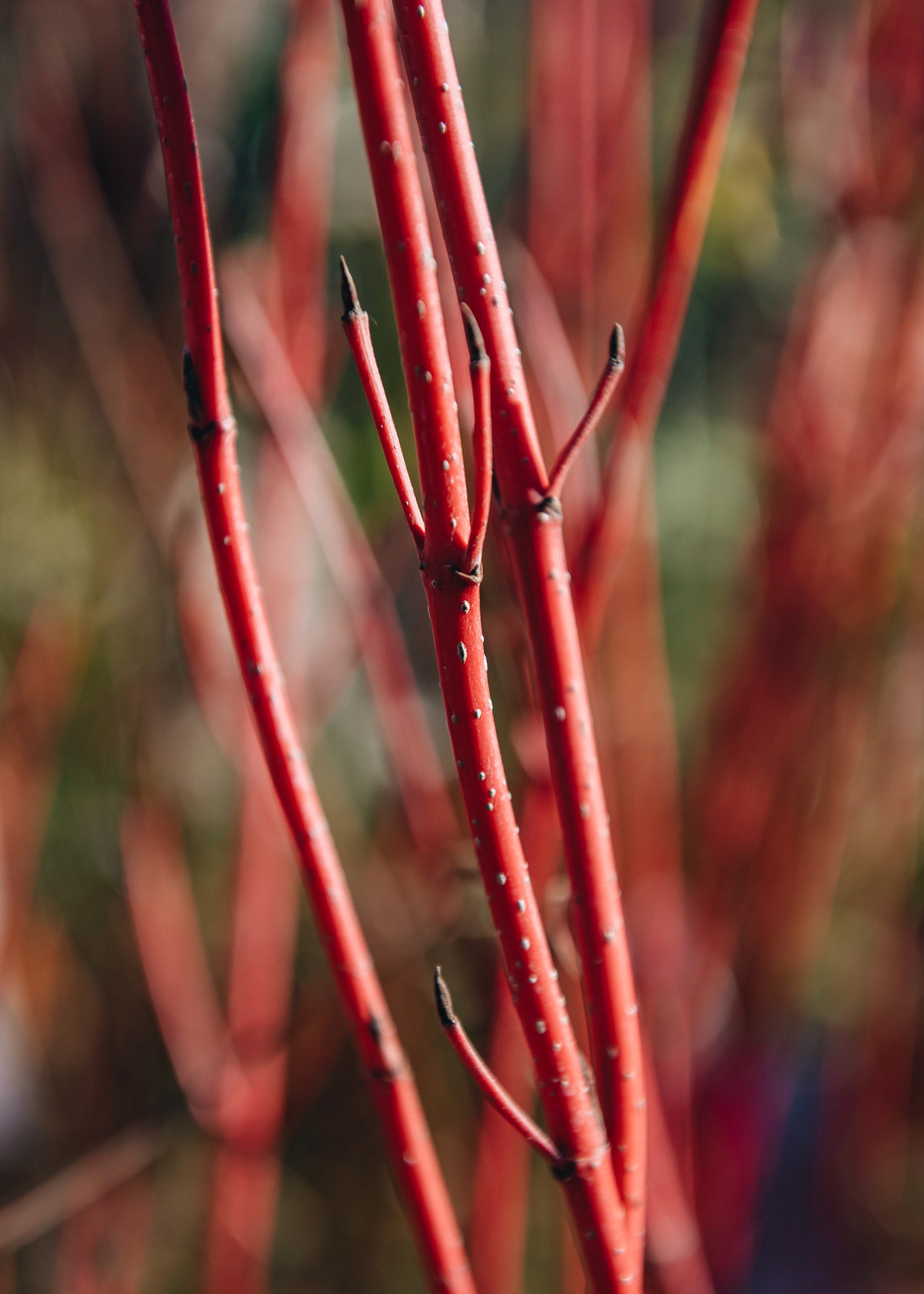 Buy Cornus alba Baton Rouge | Plants | Burford Garden Co.