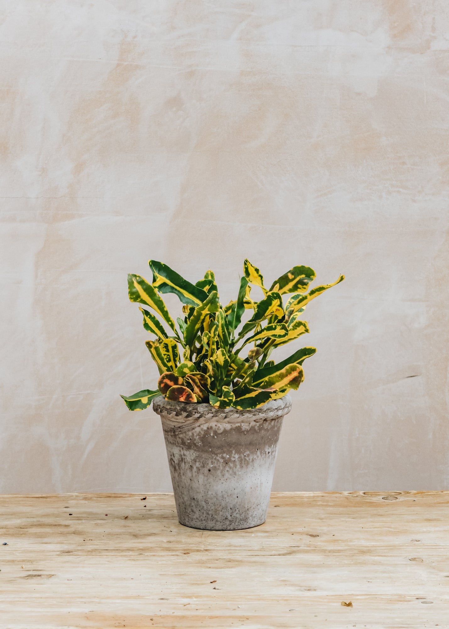 Codiaeum 'Mammy' | Houseplants | Burford Garden Co.