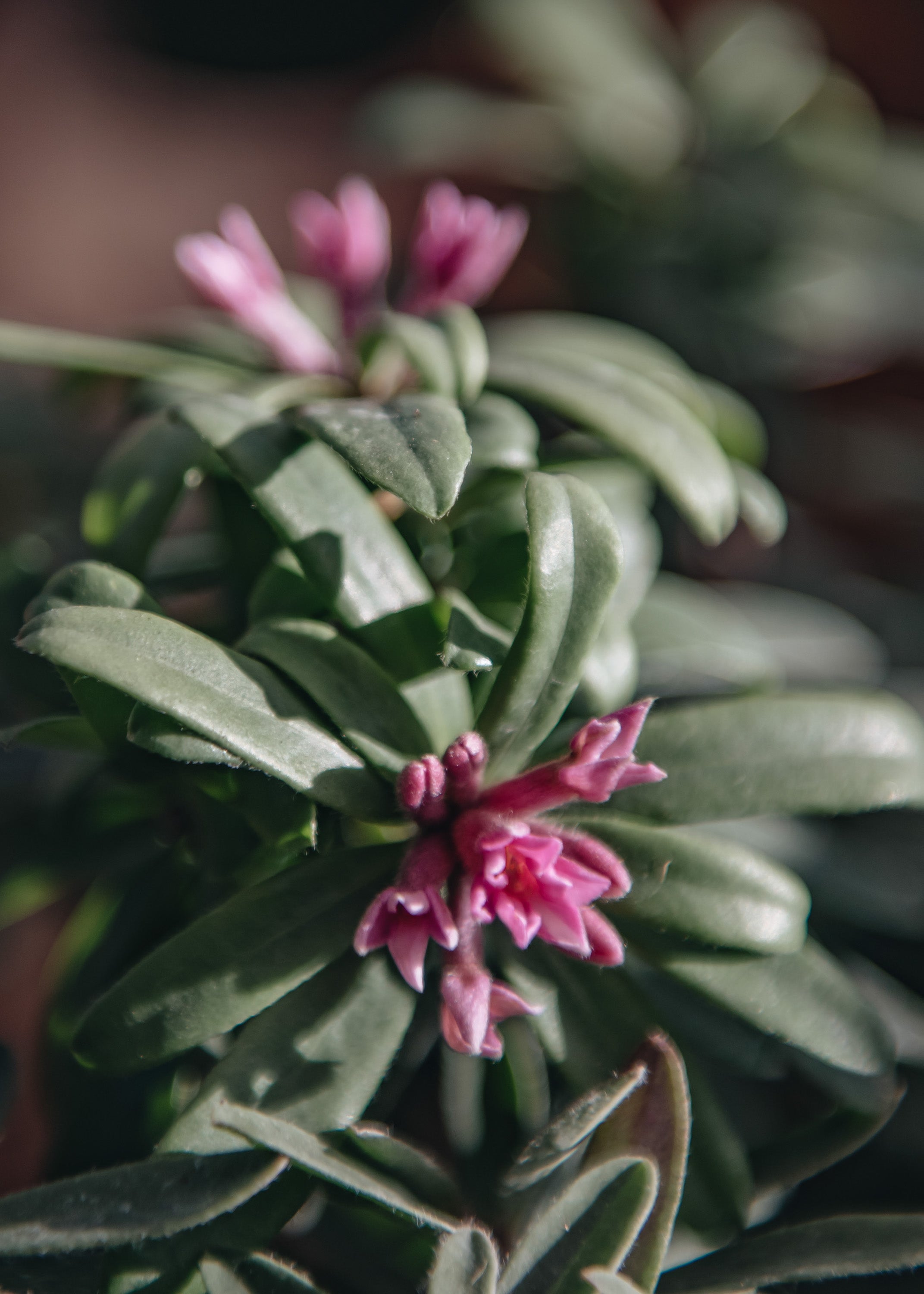 Daphne Transatlantica Pink Fragrance, 2/3L – Burford Garden Co.