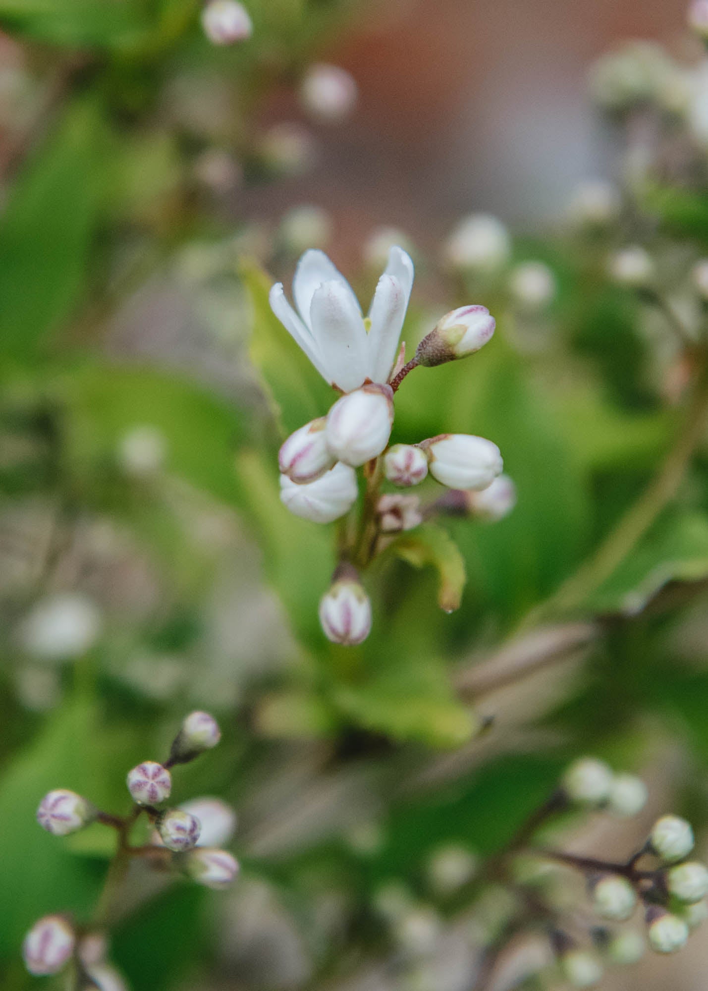 Deutzia Yuki Snowflake | Burford Garden Co.