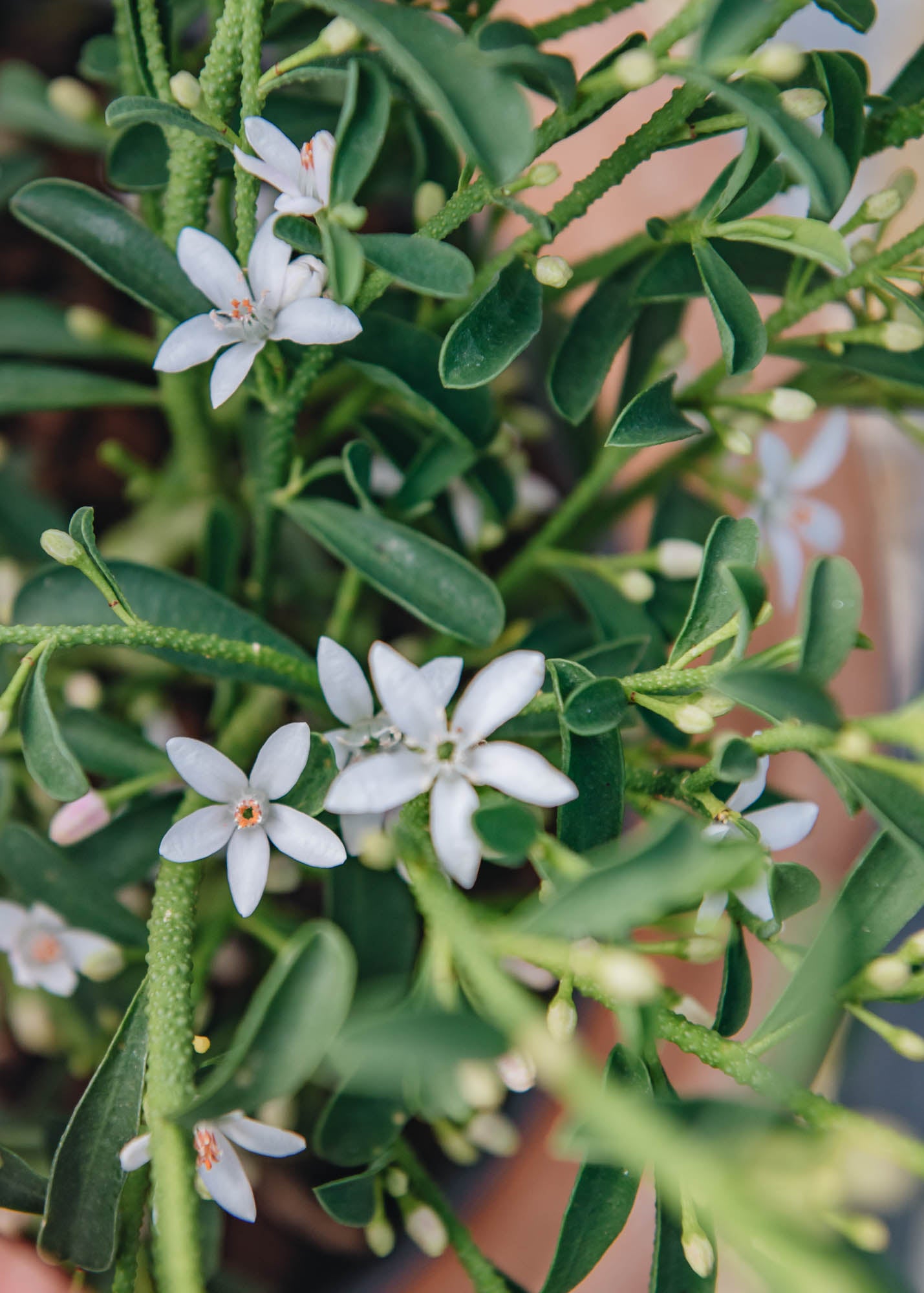 Eriostemon Flower Girl White, 2L – Burford Garden Co.