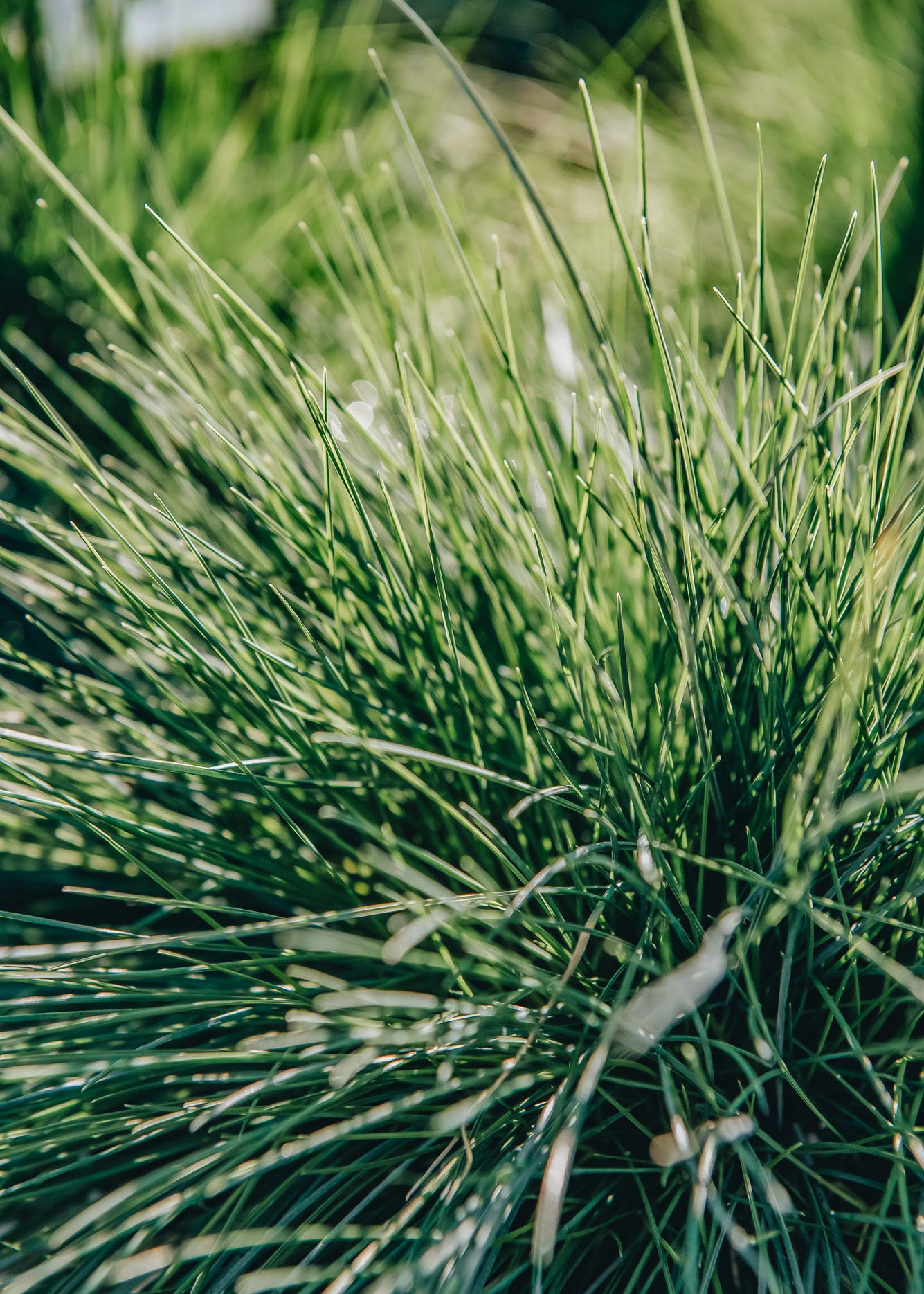 Festuca glauca Intense Blue | Burford Garden Co.