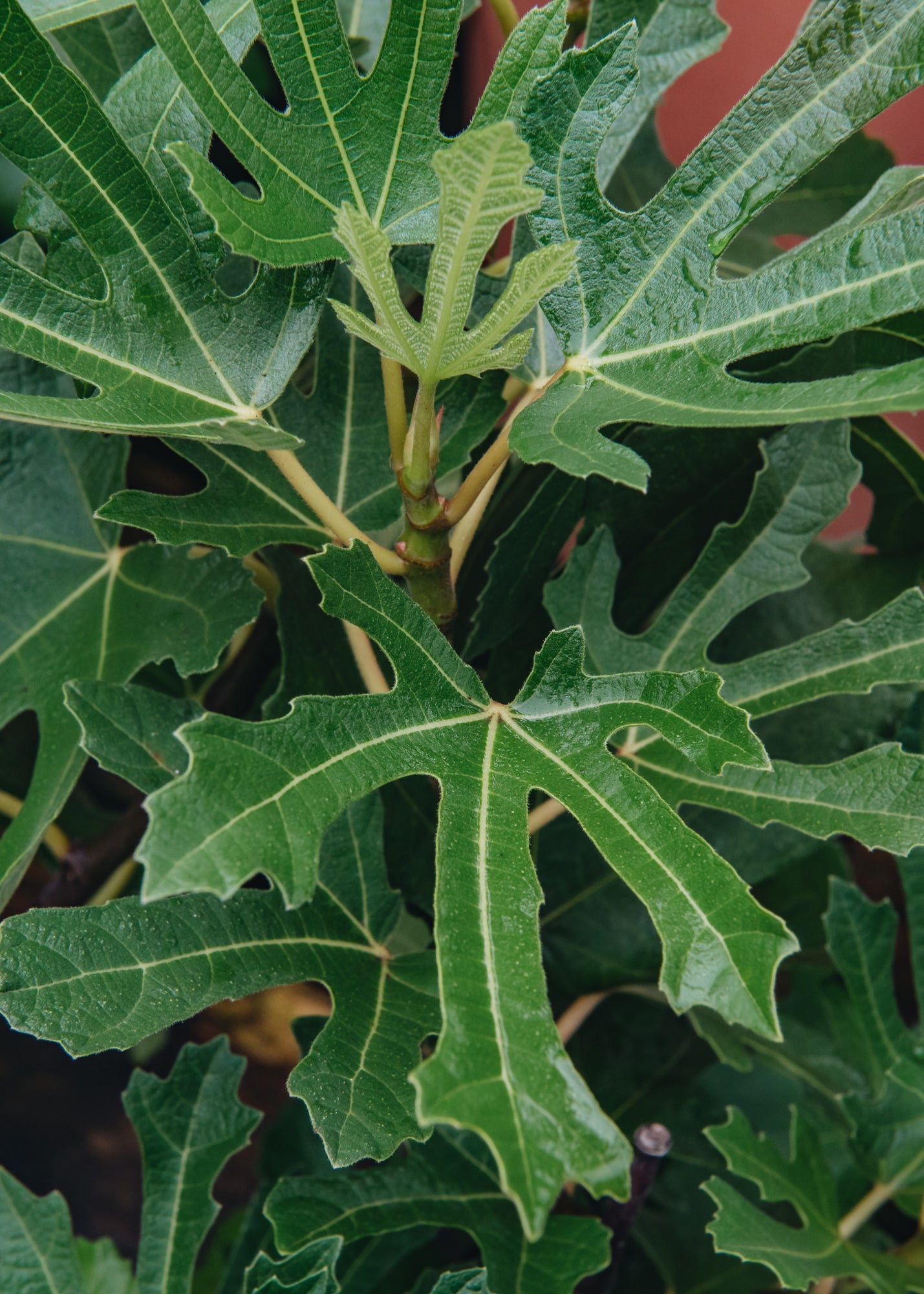 Ficus car. Little Miss Figgy | Burford Garden Co.