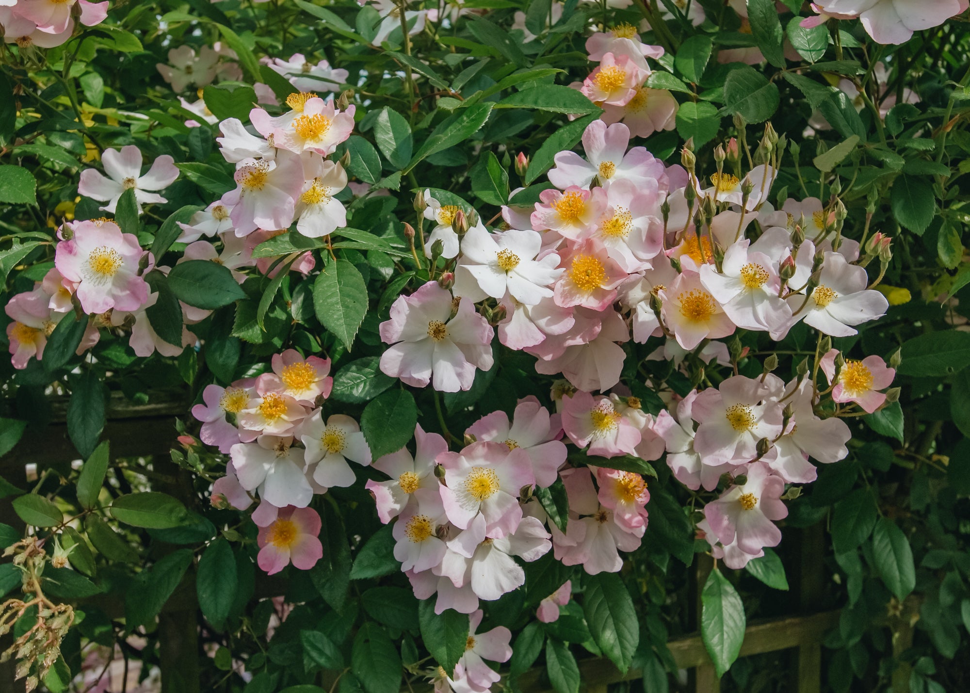 David Austin Rosa Francis E Lester AGM | Burford Garden Co.