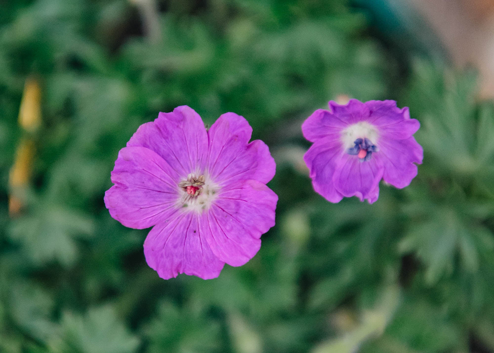 Geranium Max Frei | Plants | Burford Garden Co.