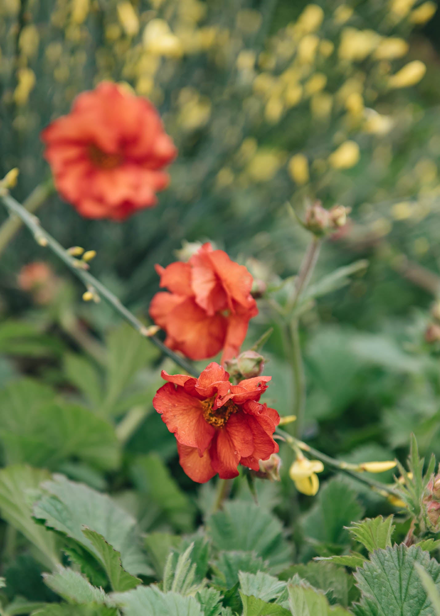 Geum Scarlet Tempest, 2/3L – Burford Garden Co.