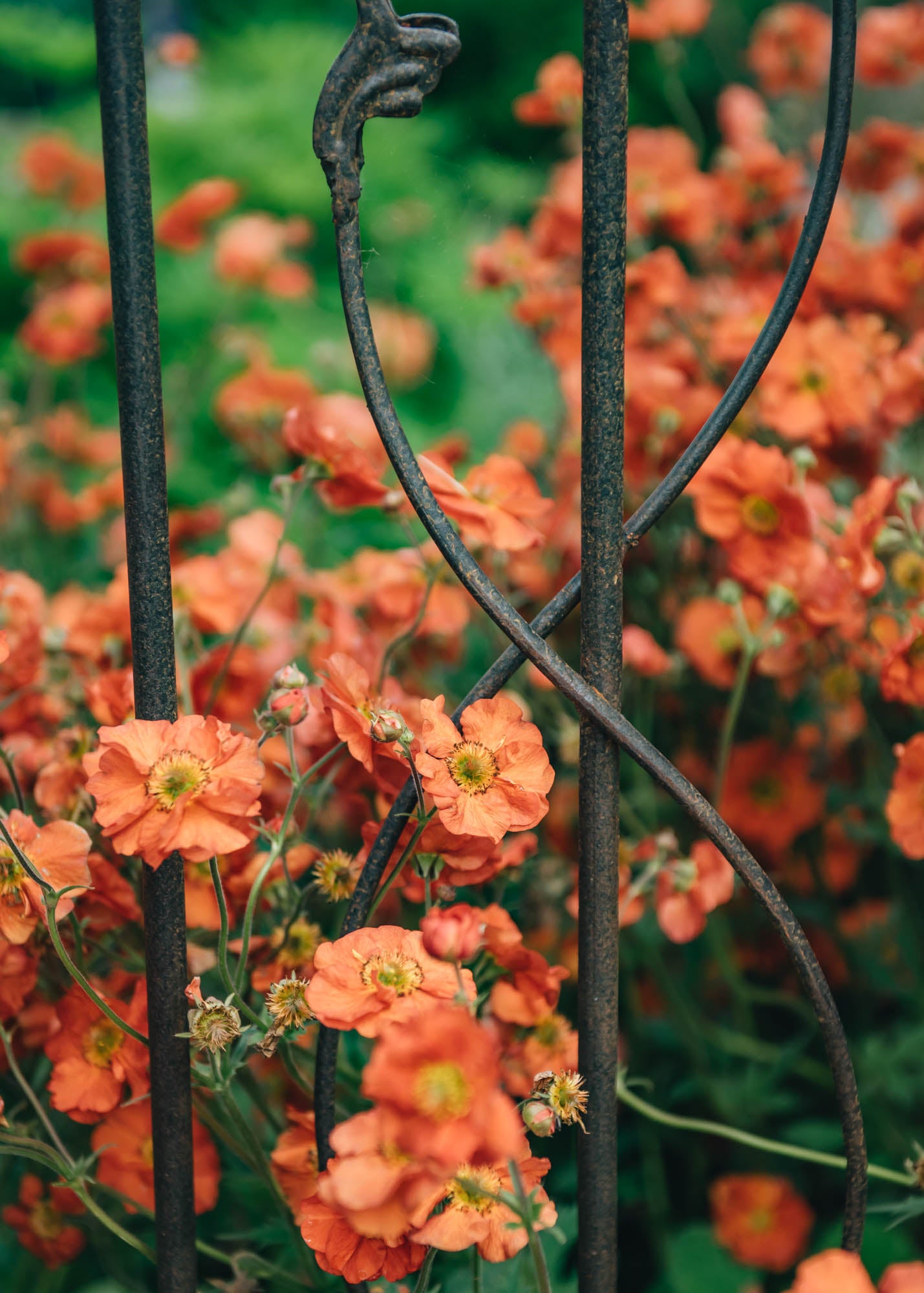 Geum Scarlet Tempest | Burford Garden Co.