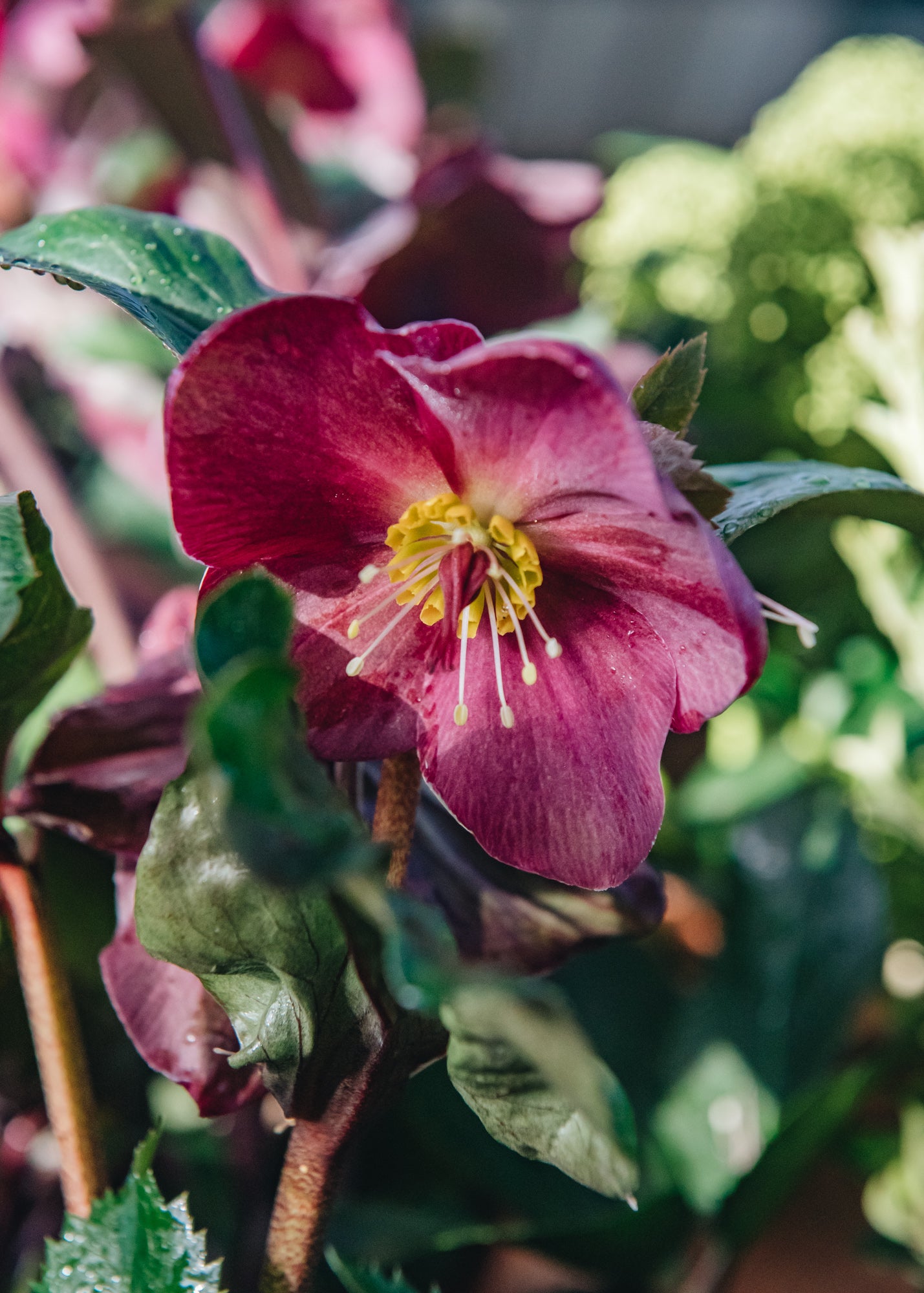 Helleborus 'Ice N Roses Red', 2L – Burford Garden Co.
