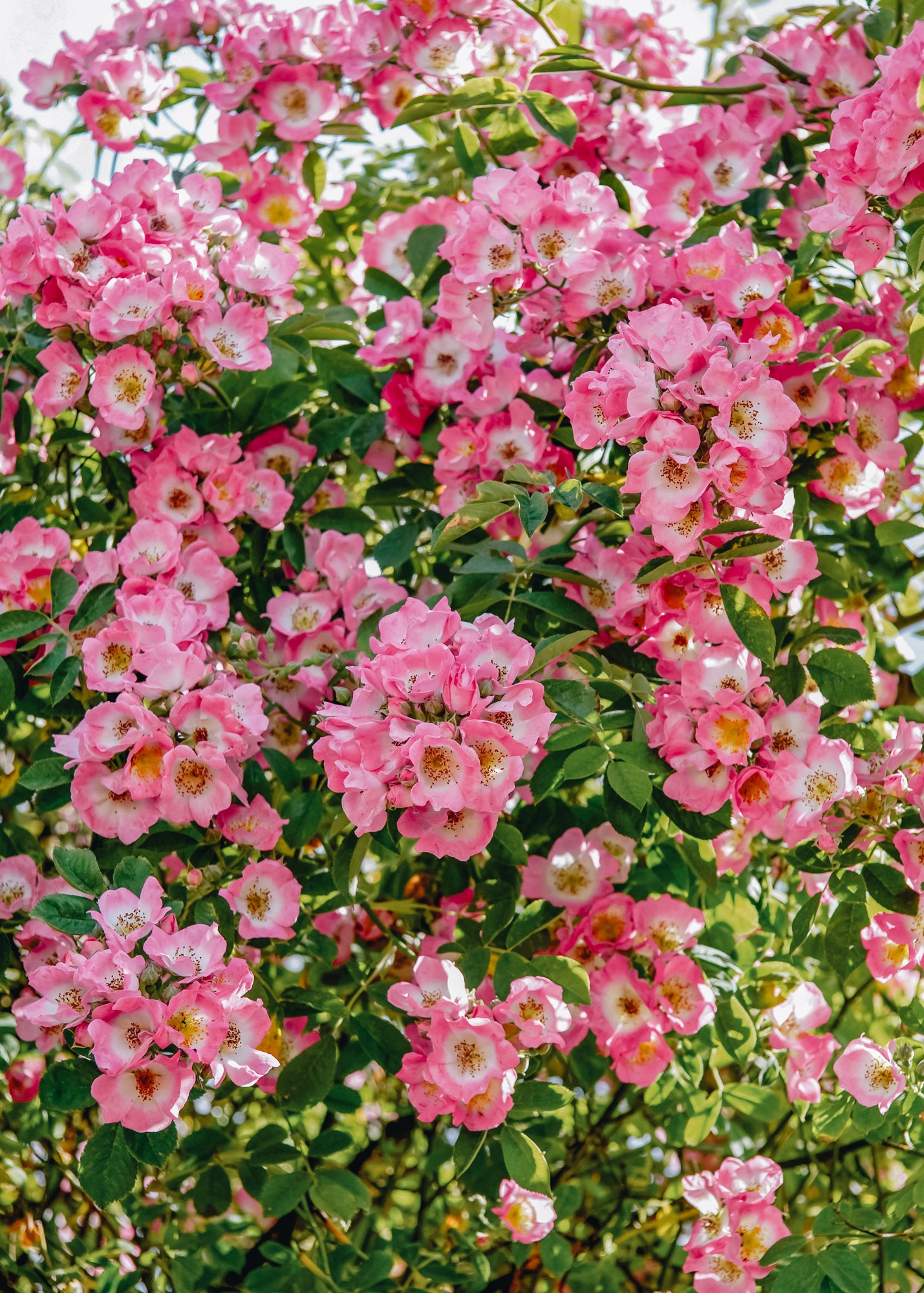 Rosa Kew Rambler | David Austin Roses | Burford Garden Co.