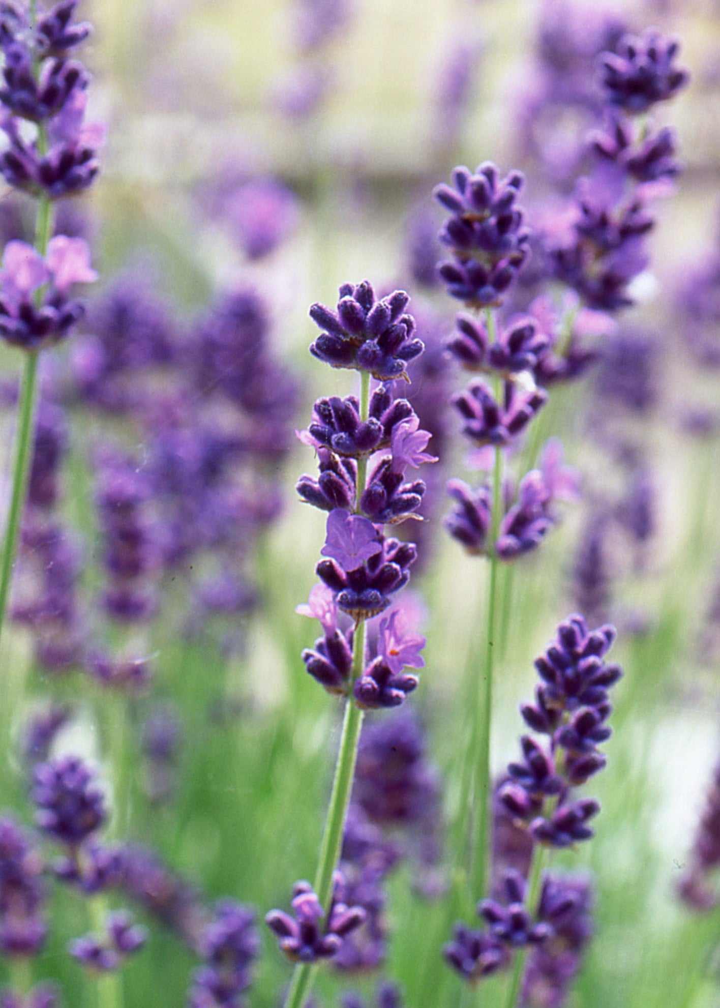 Lavandula angustifolia 'Vera', 20L – Burford Garden Co.