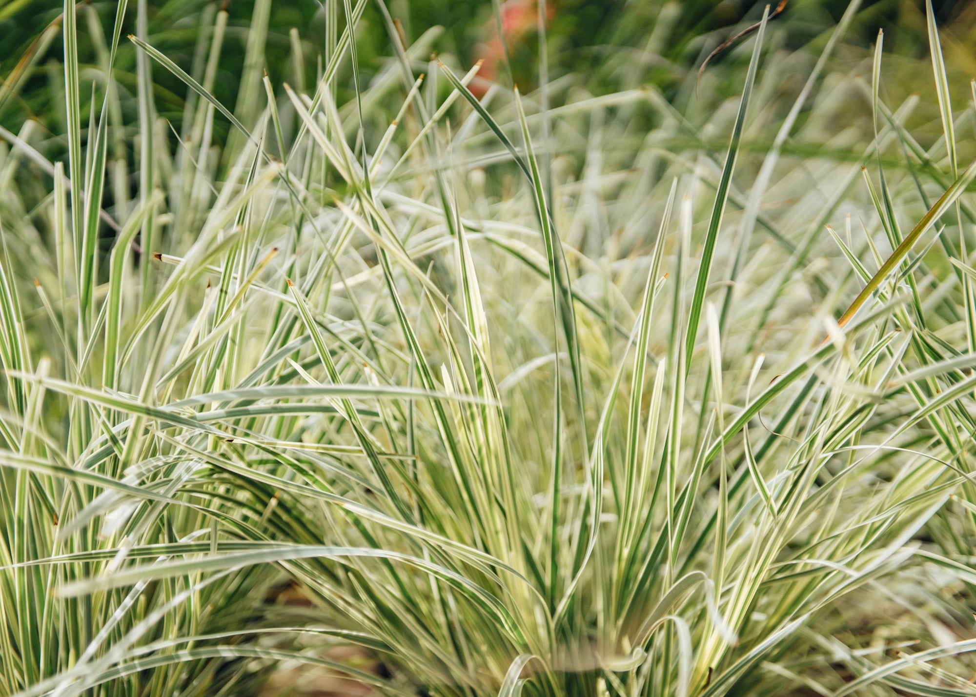 Buy Lomandra longifolia White Sands| Plants | Burford Garden Co.