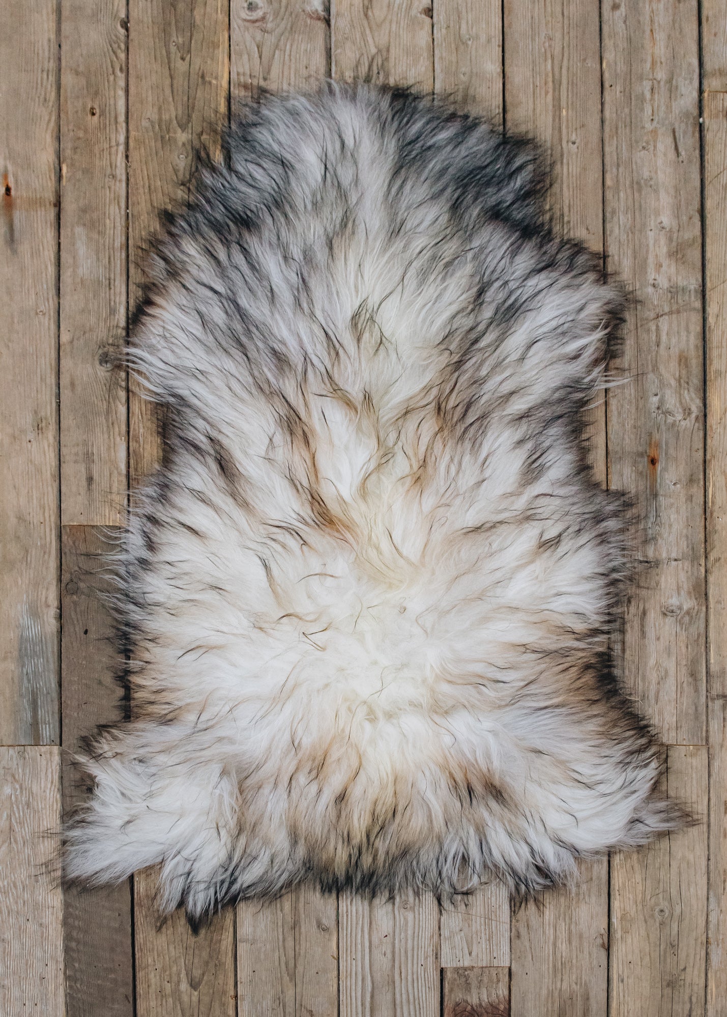 Shepherd of Sweden Long Haired Torshavn Natural Sheepskin Rug – Burford ...