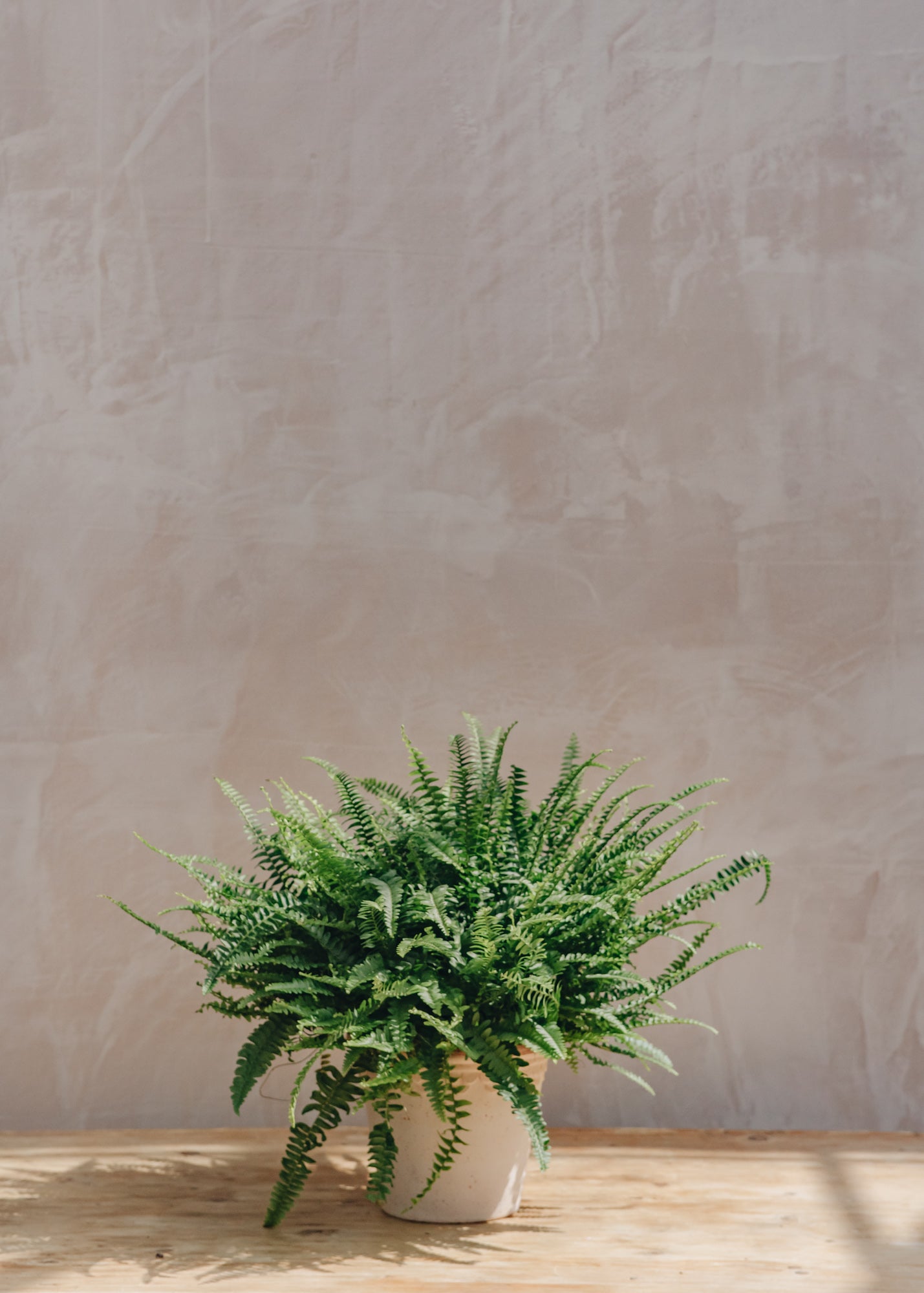 Buy Nephrolepis Green Lady | Houseplants | Burford Garden Co.