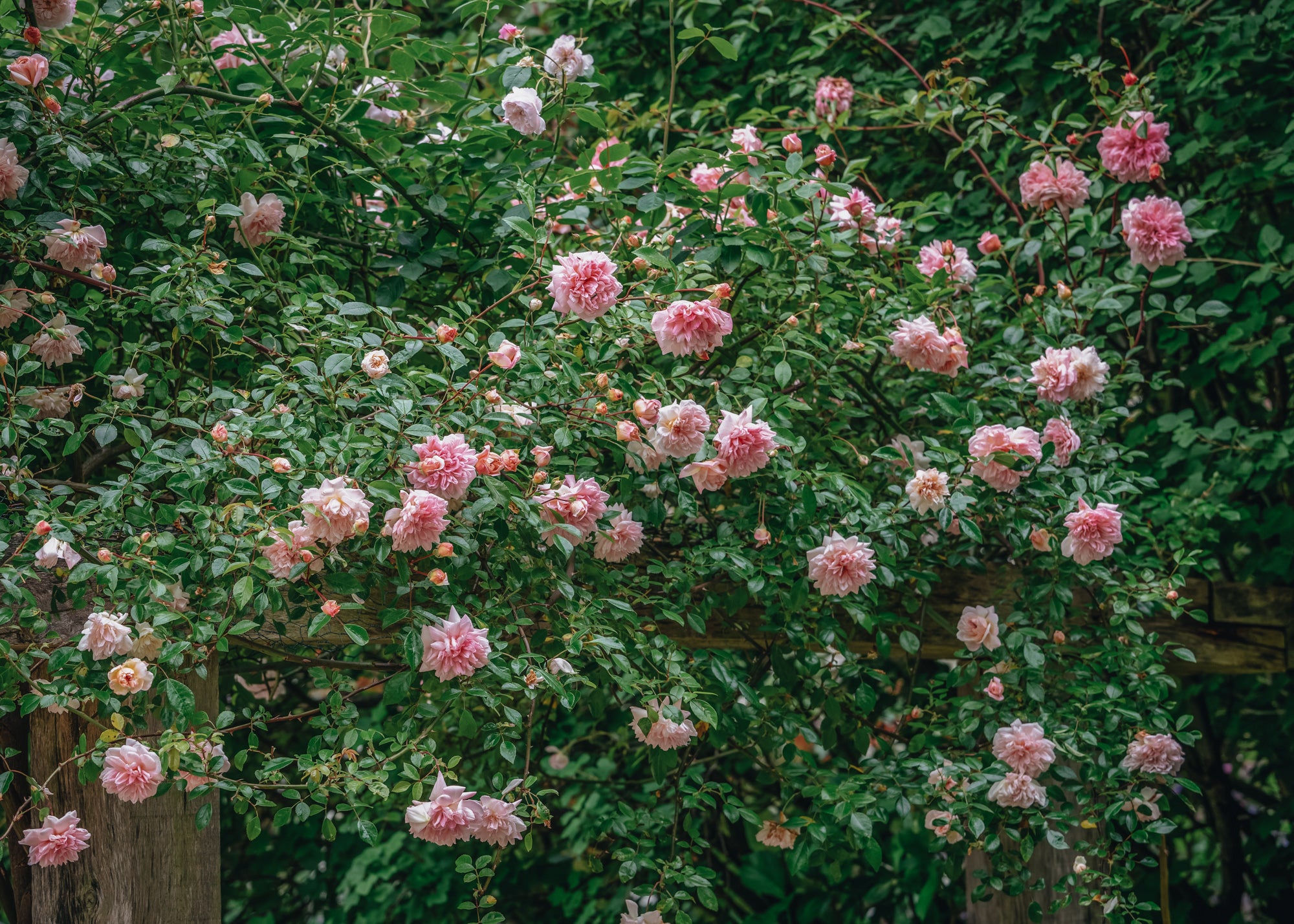 Paul Noel Rose | David Austin Roses | Burford Garden Co.