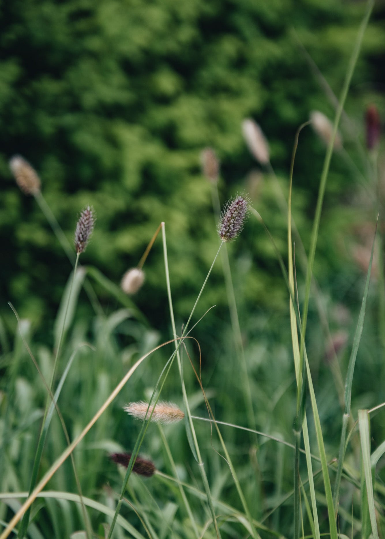Buy Pennisetum thunbergii Red Buttons| Plants | Burford Garden Co.