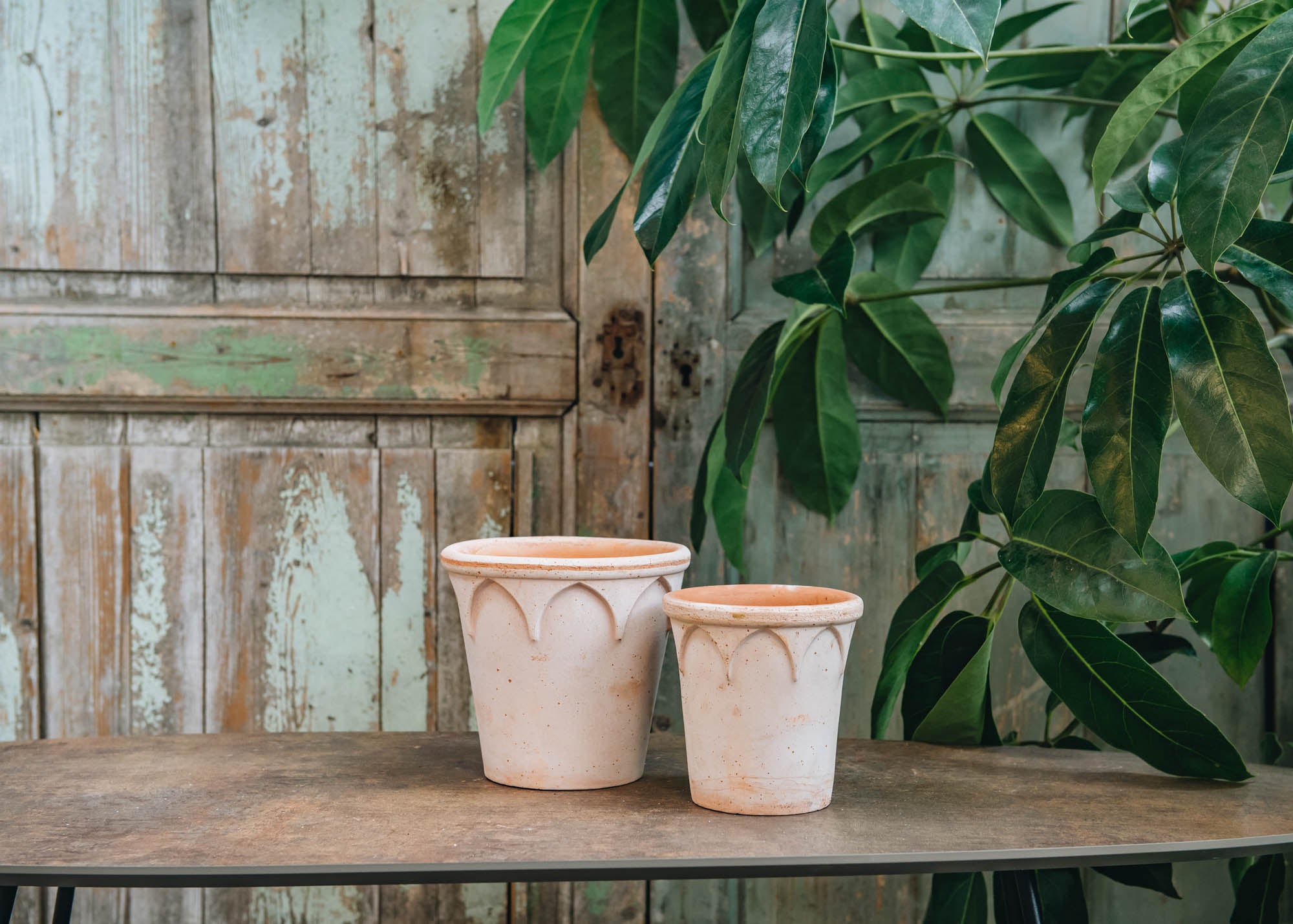 Rosa Elizabeth Pots | Pots & Planters | Burford Garden Co.