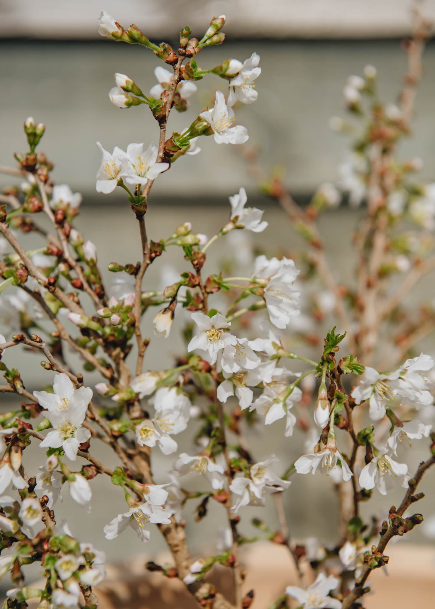 Prunus incisa Kojo-no-Mai | Burford Garden Co.