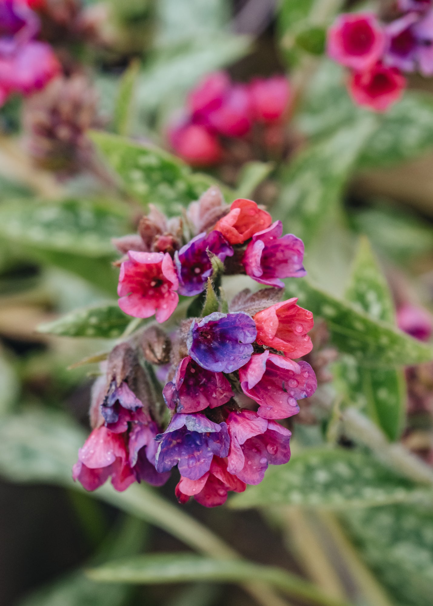 Pulmonaria Raspberry Splash | Burford Garden Co.