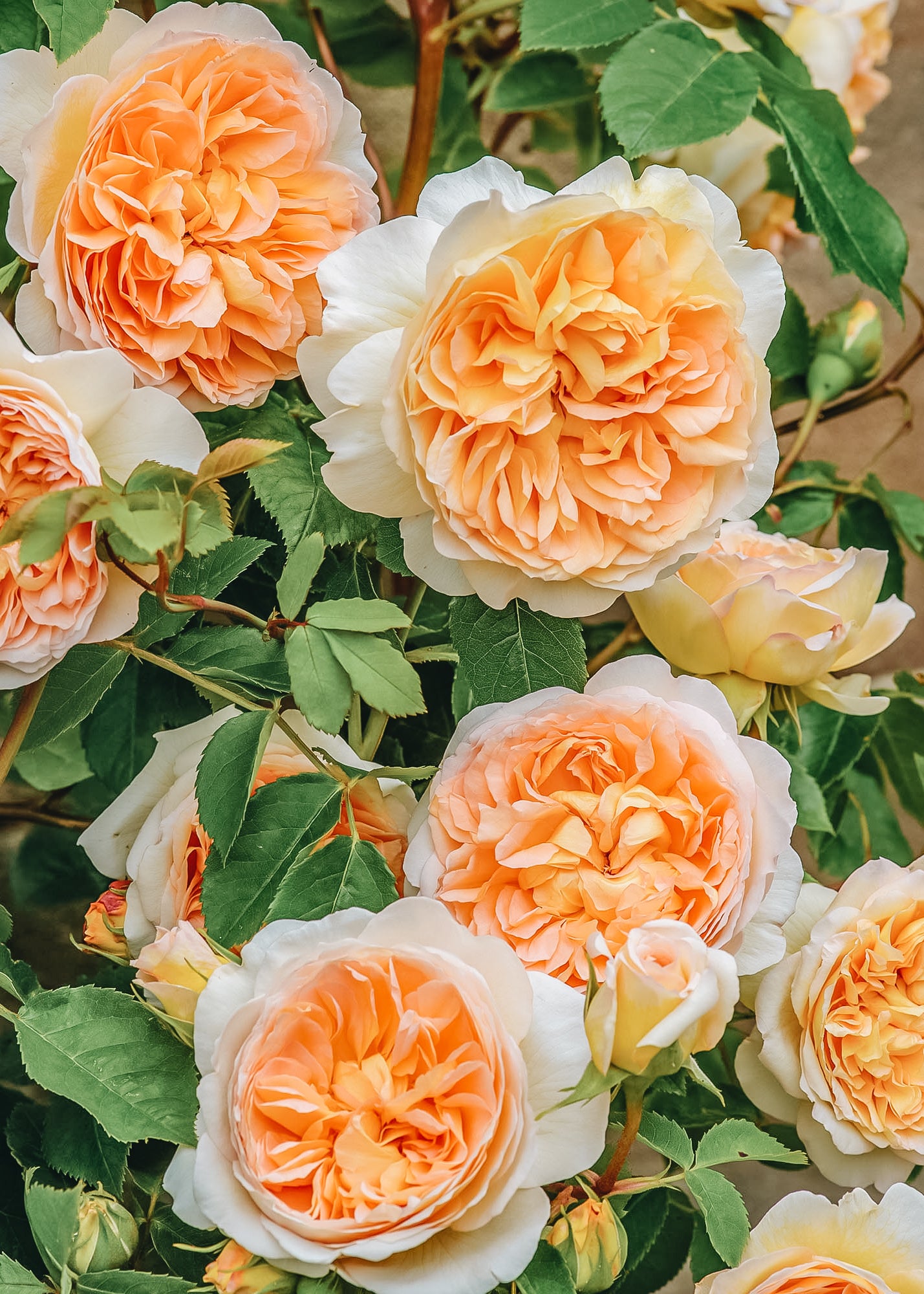 David Austin Rosa Bathsheba | Plants | Burford Garden Co.