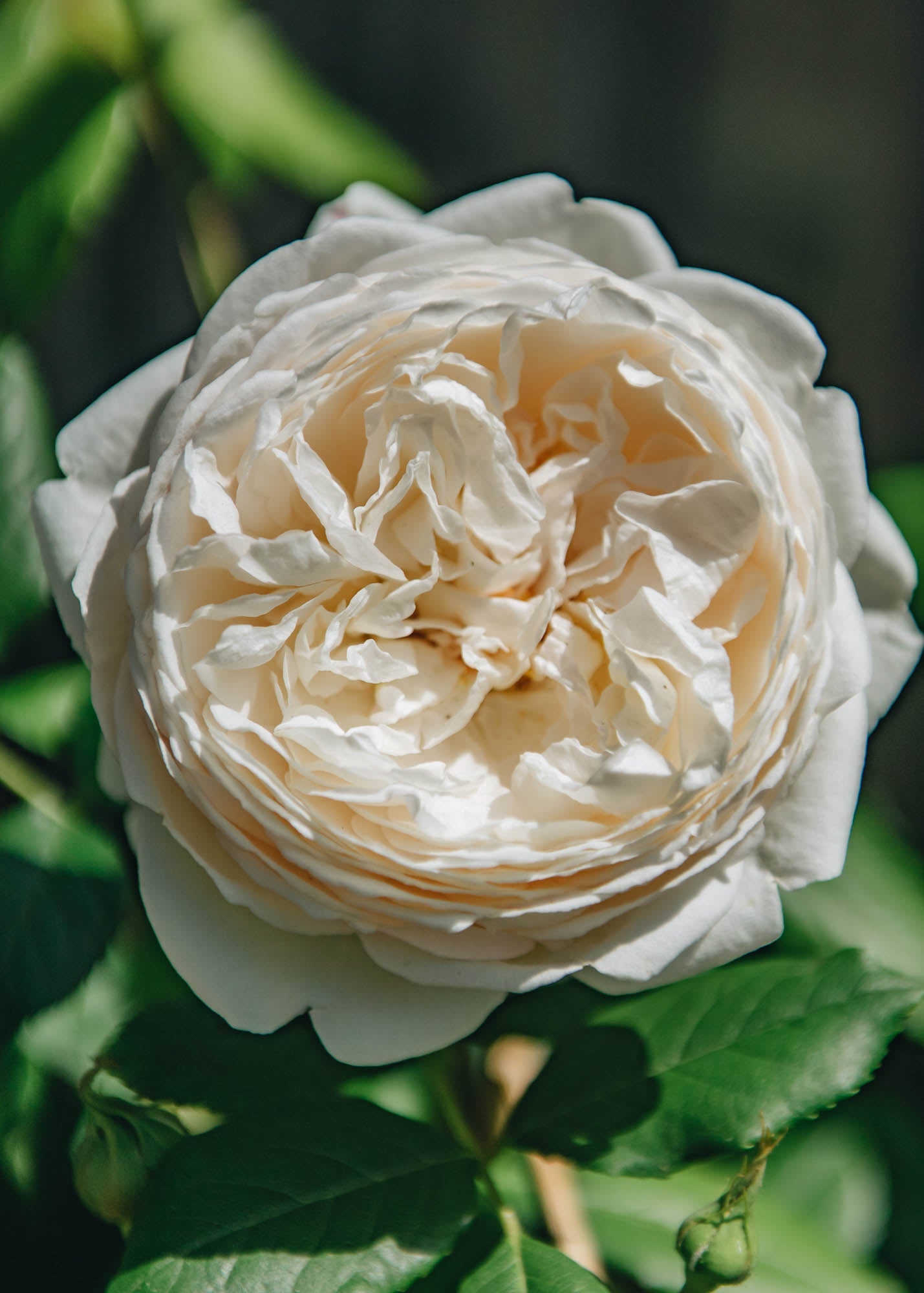 David Austin Claire Austin Rose | Climbing Rose | Burford Garden Co.