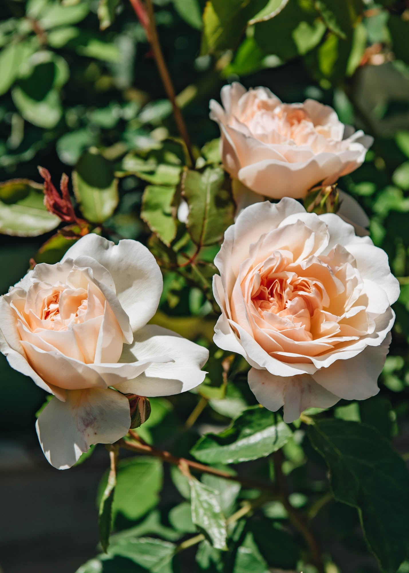 David Austin Rosa Lichfield Angel | Roses | Burford Garden Co.