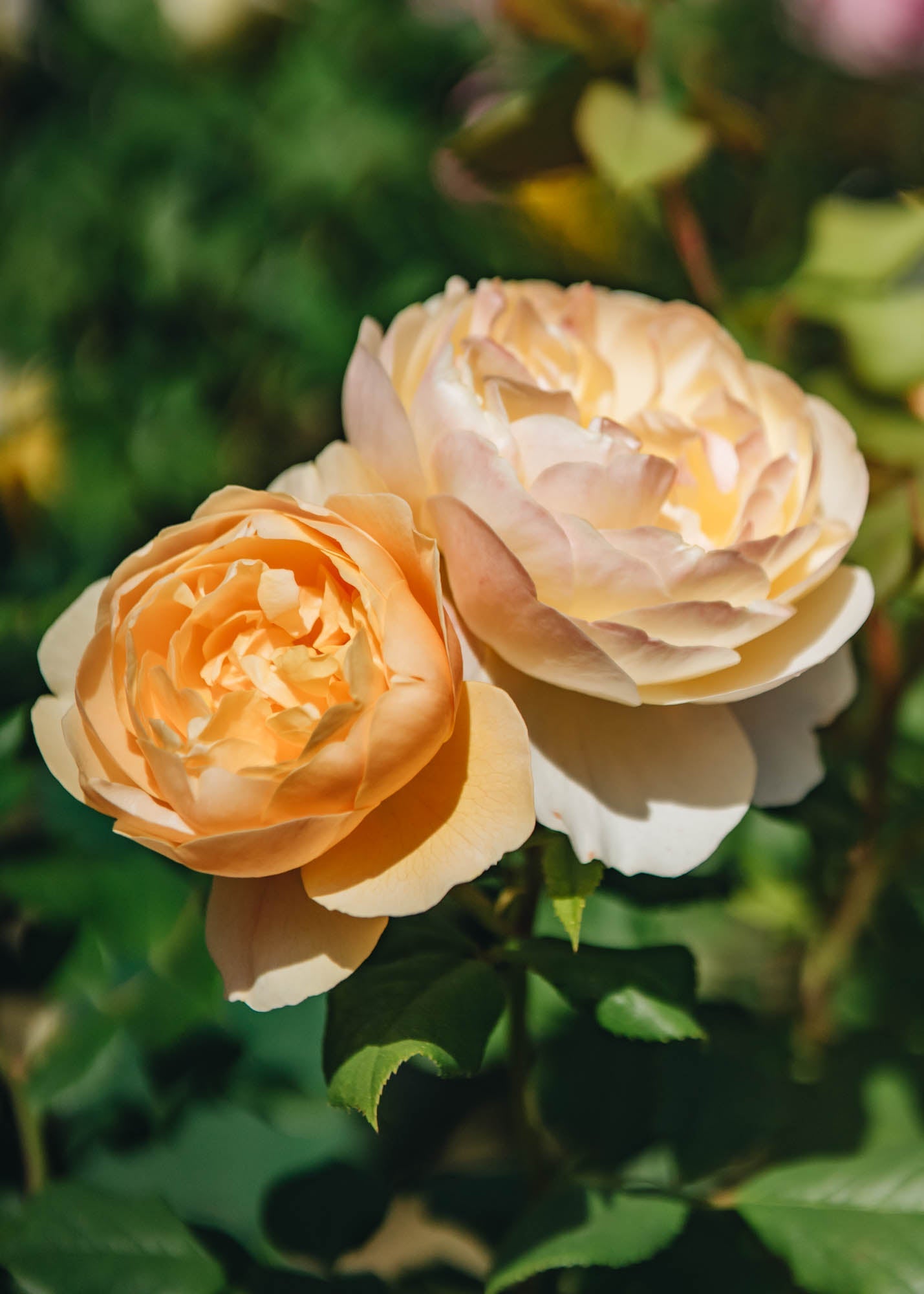 David Austin Roald Dahl Rose | Roses | Burford Garden Co.
