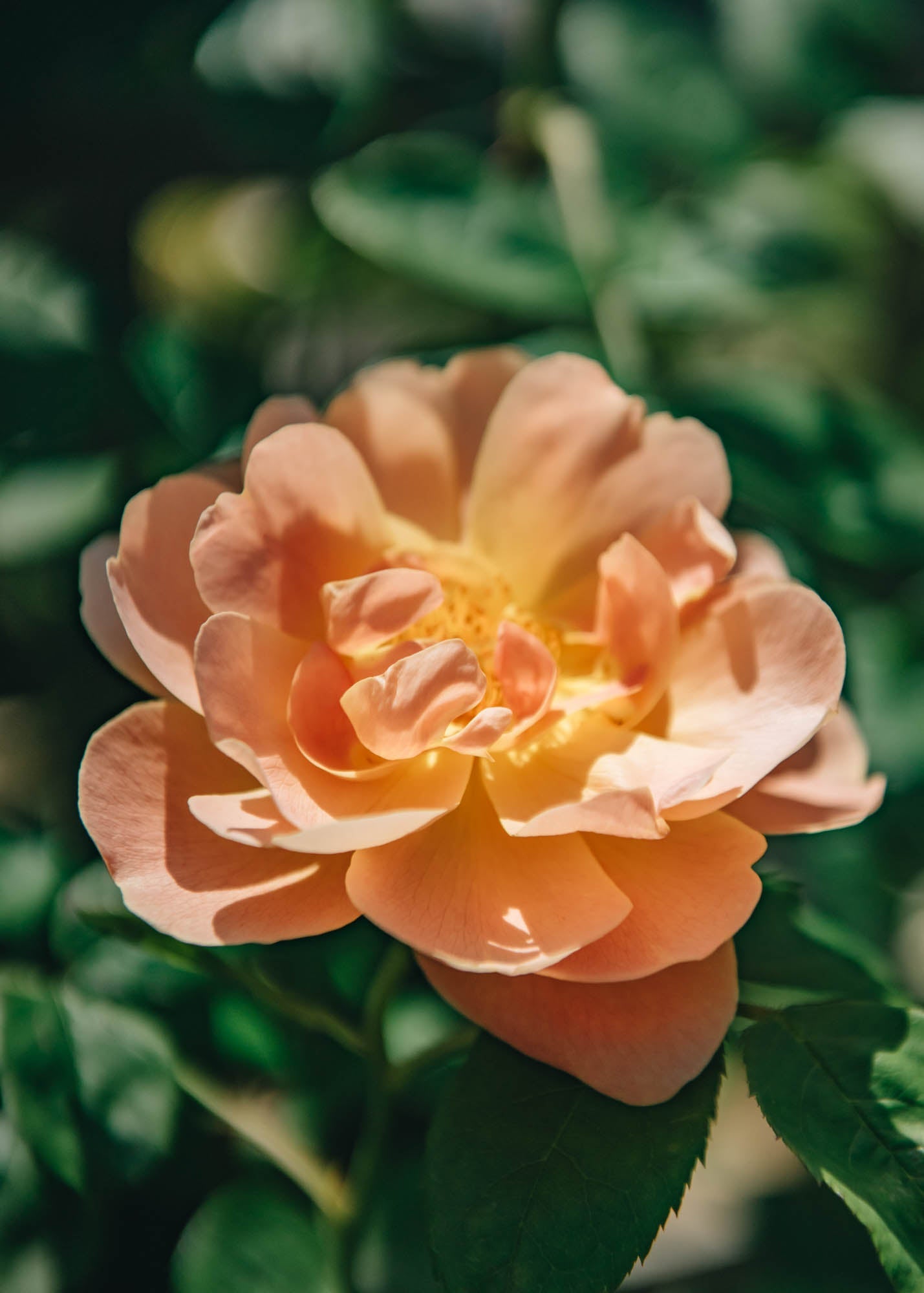 David Austin The Lark Ascending Rose | Shrub Rose | Burford Garden Co.