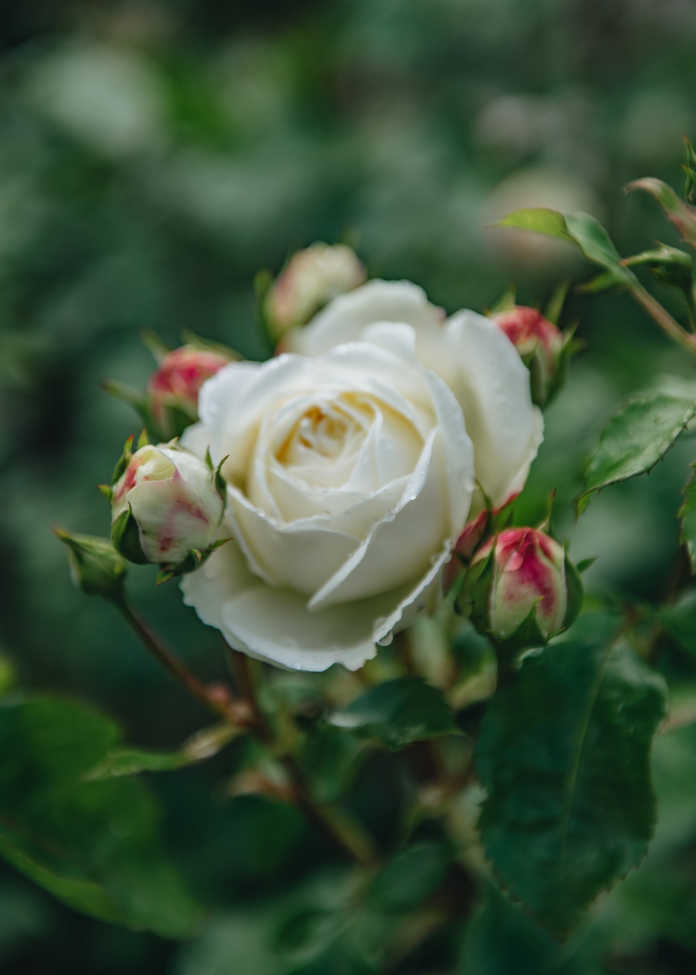 David Austin Rosa Tranquility | Plants | Burford Garden Co.