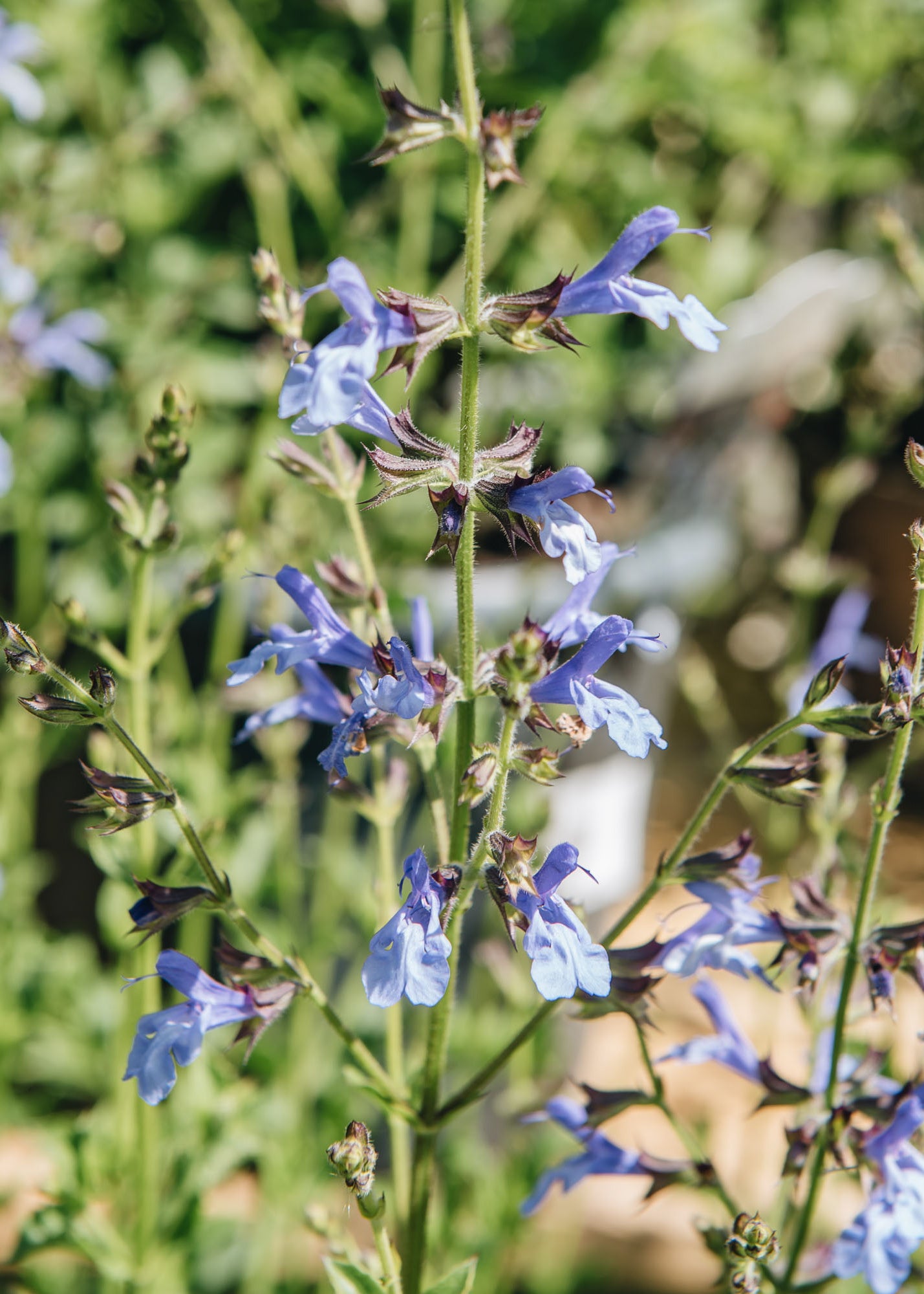 Salvia African Skies, 2/3L – Burford Garden Co.