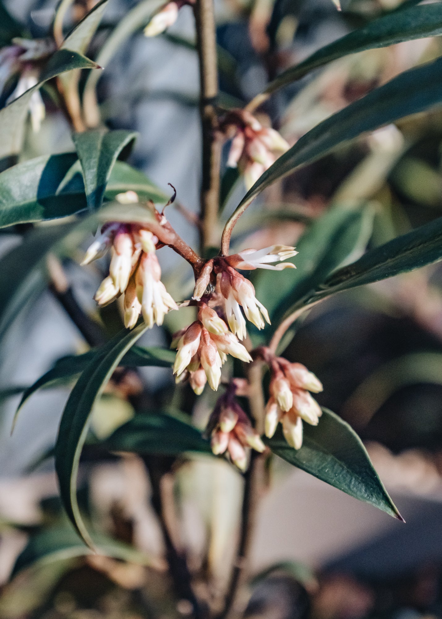 Sarcococca hookeriana Digyna 2.5L | Burford Garden Co.