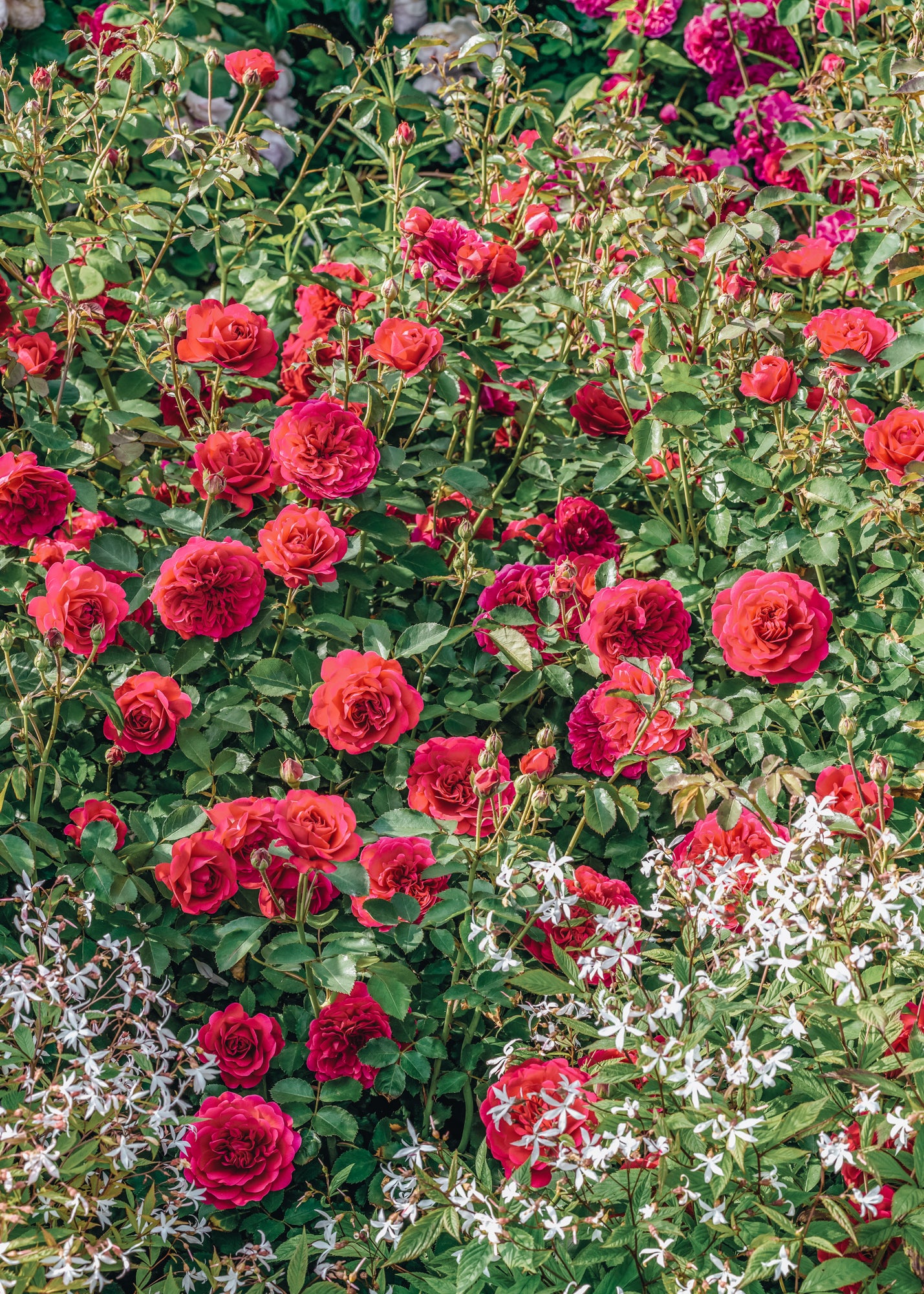 Rosa Sir John Betjeman | David Austin Roses | Burford Garden Co.