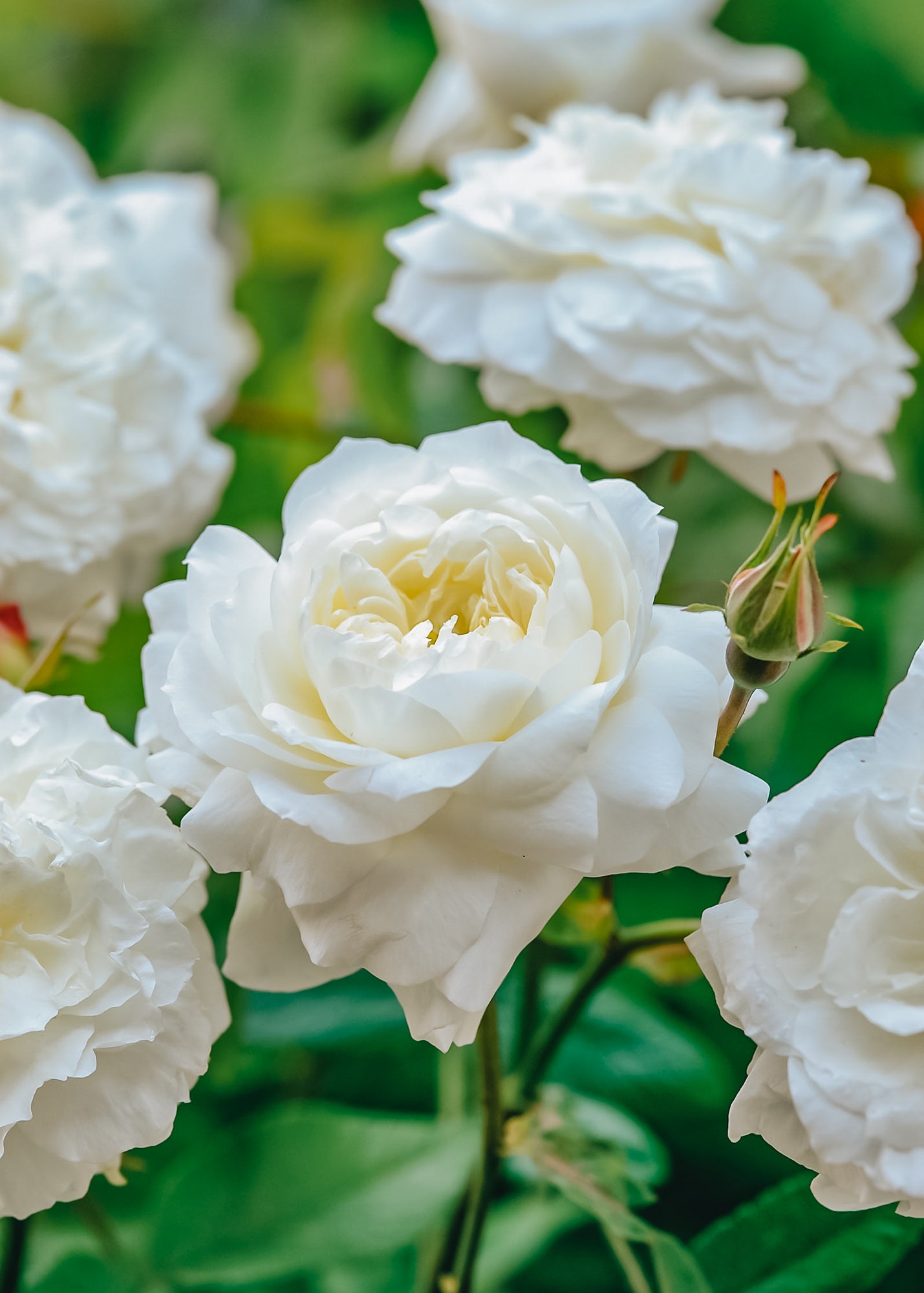 Rosa Susan Williams-Ellis | David Austin Roses | Burford Garden Co.